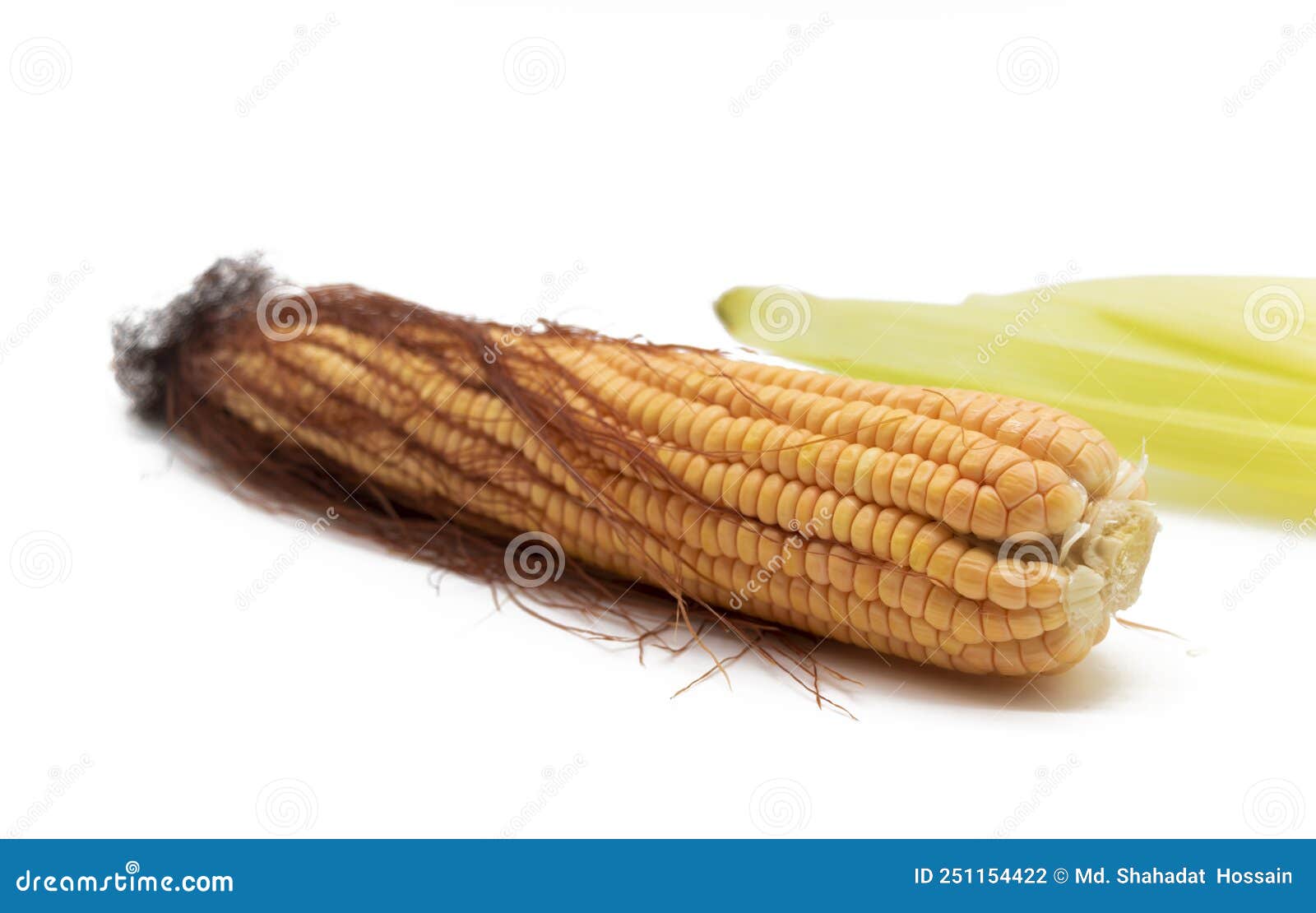 Single Corn Isolated on White Background As Package Design Stock Photo ...