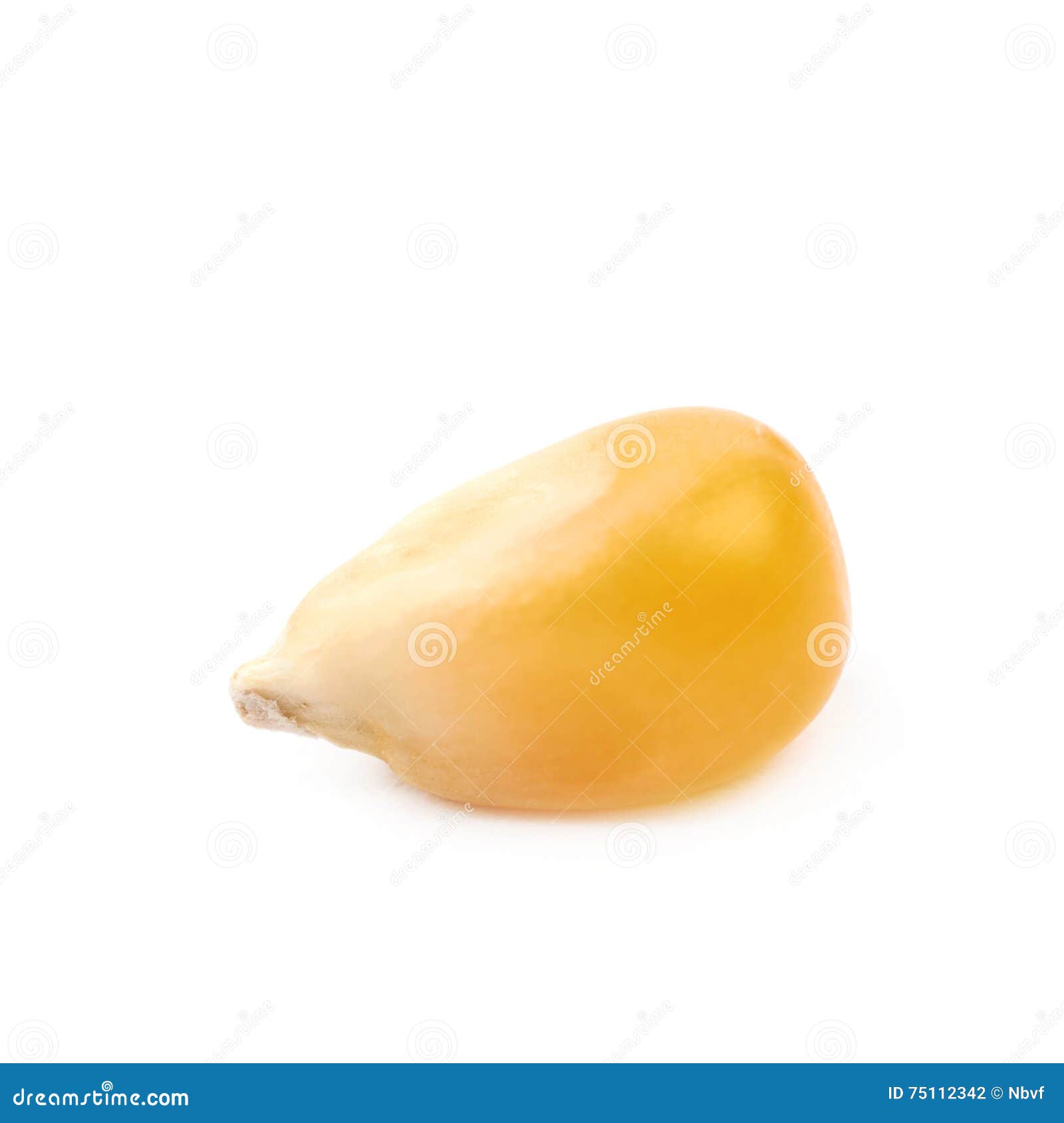 Single Corn Kernel Isolated Stock Photo - Image of golden, health: 75112342