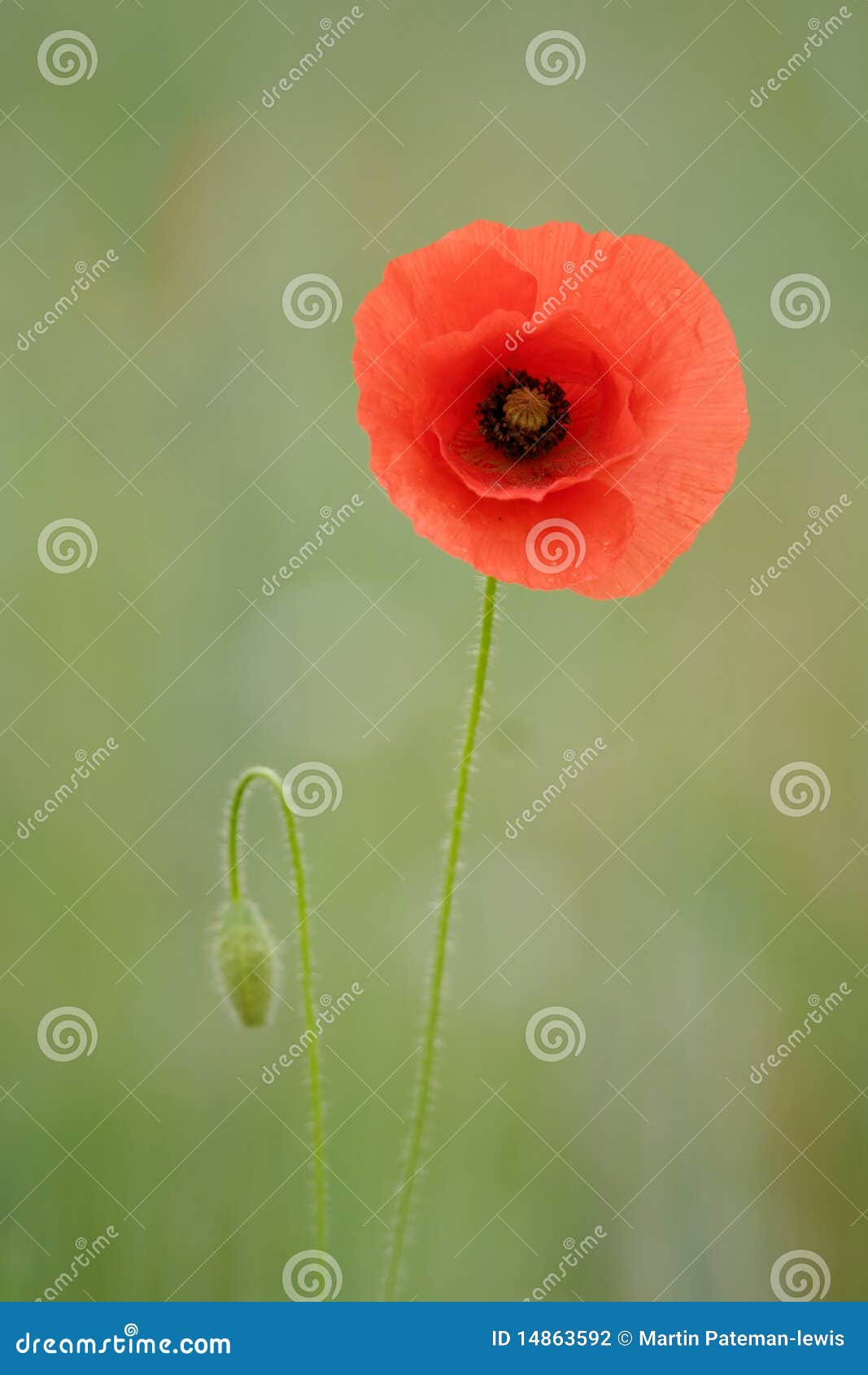 Single Corn Poppy portrait stock photo. Image of green - 14863592