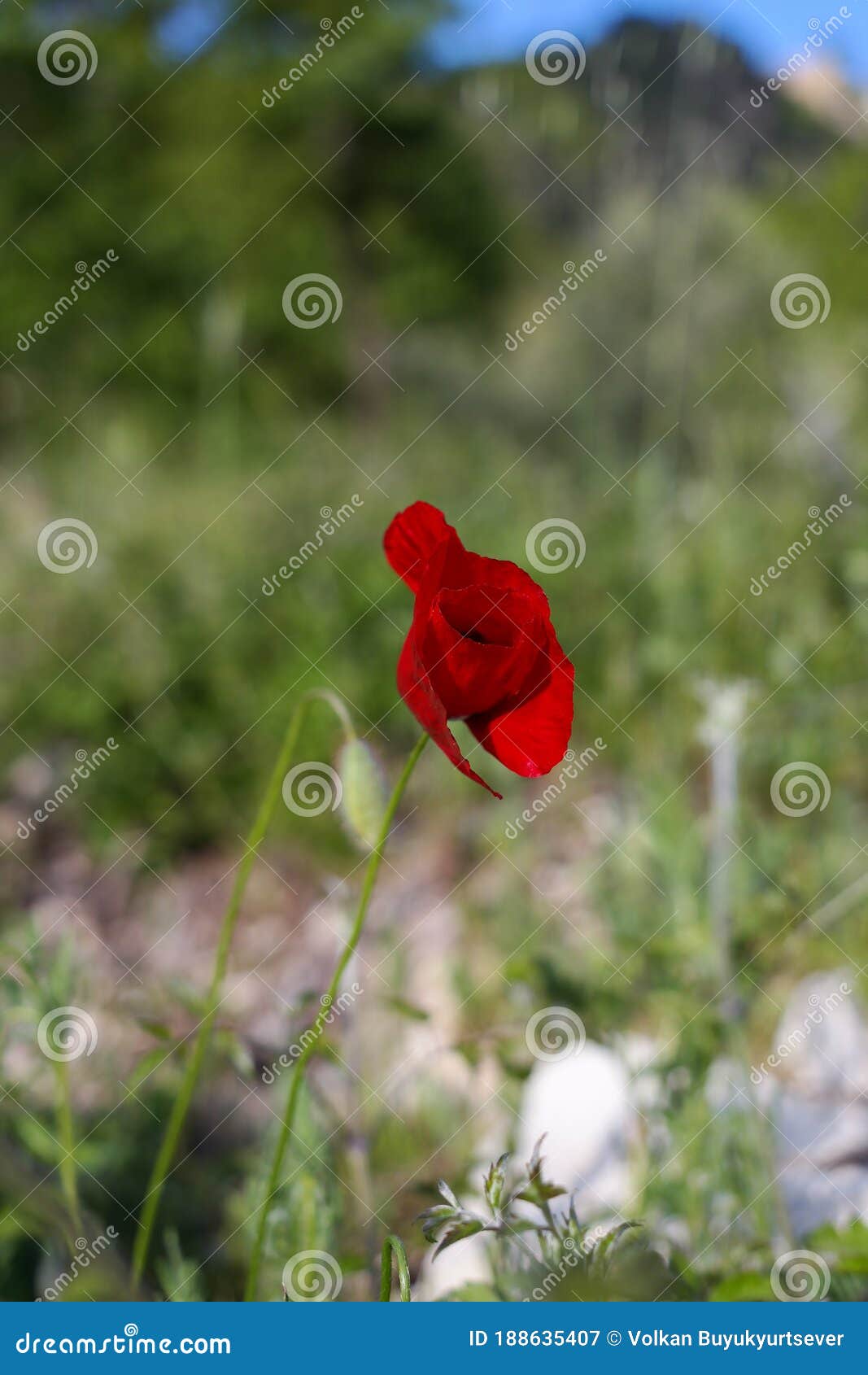 3,020 Corn Rose Flower Photos - Free & Royalty-Free Stock Photos from ...