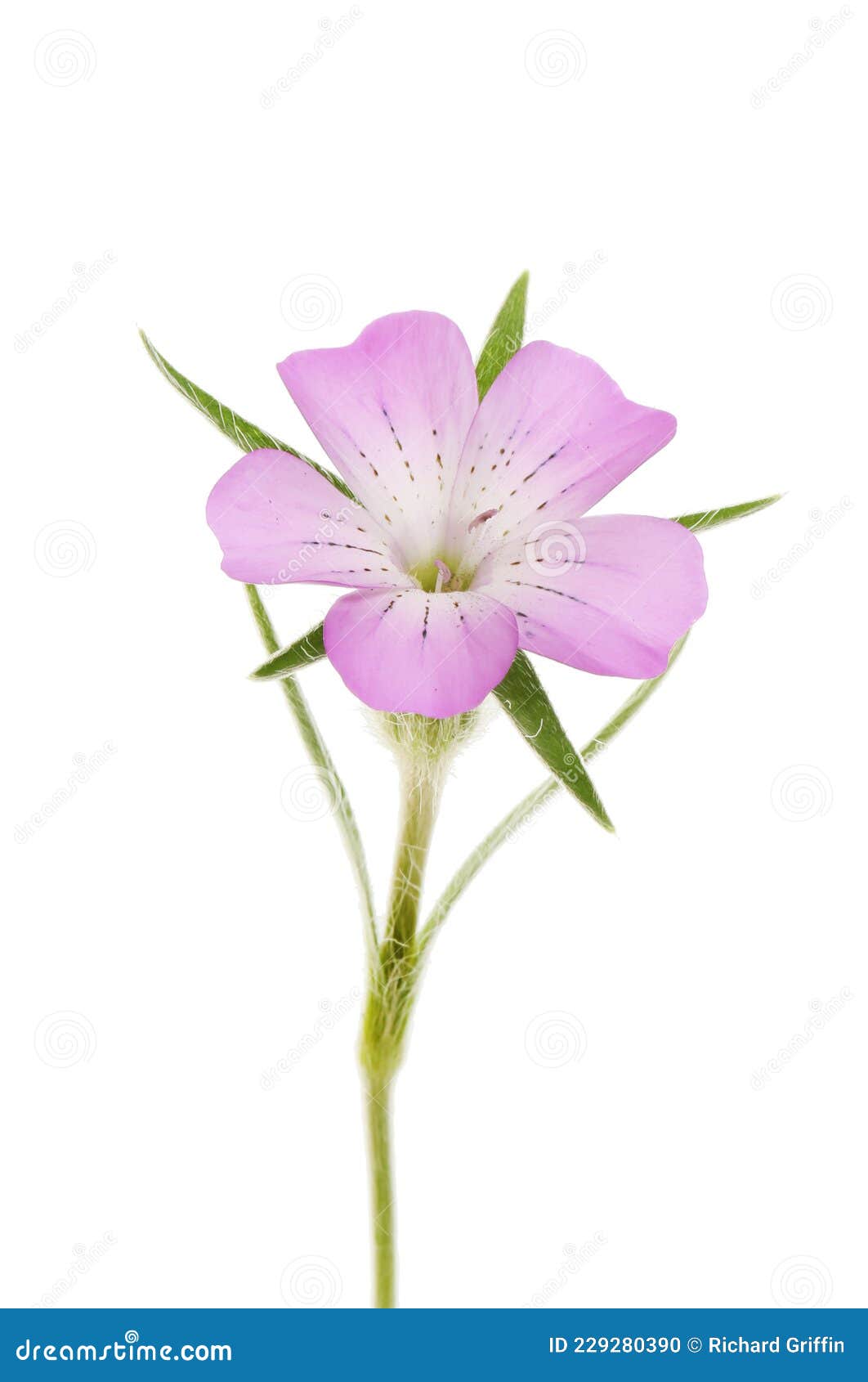 Single corncockle flower stock photo. Image of pink - 229280390