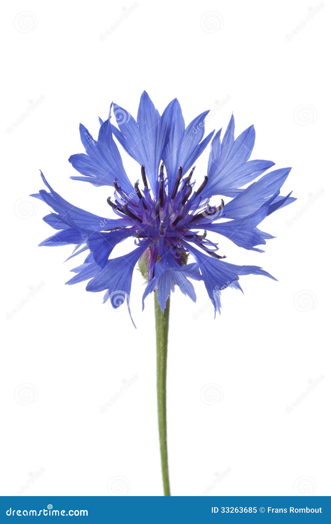 Single Cornflower Blossom In Front View On Black Background Isolated ...