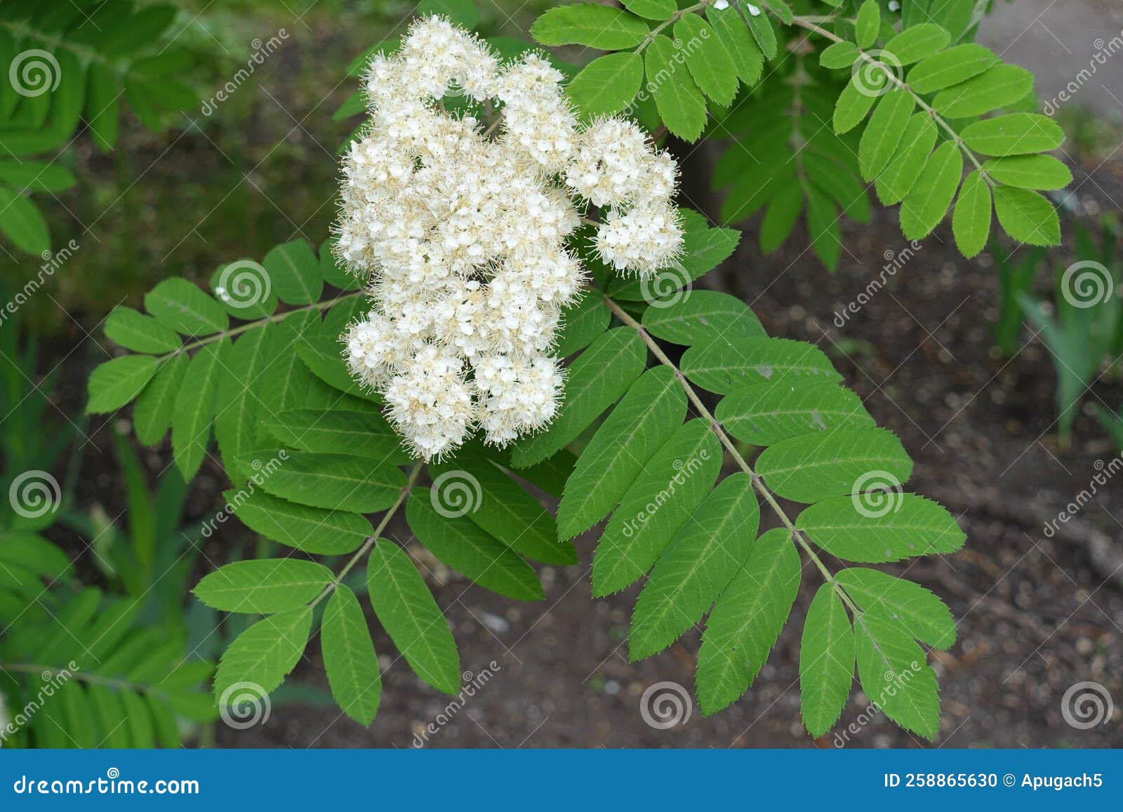 Single Corymb of White Flowers of European Rowan in May Stock Photo ...