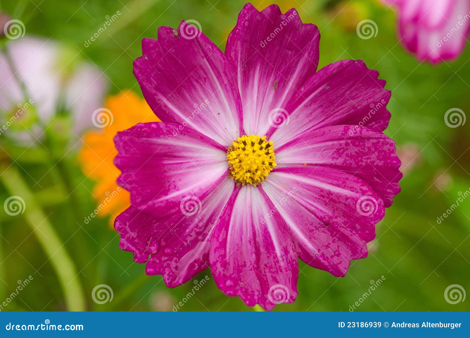 Single cosmos flower stock image. Image of delicate, beauty - 23186939