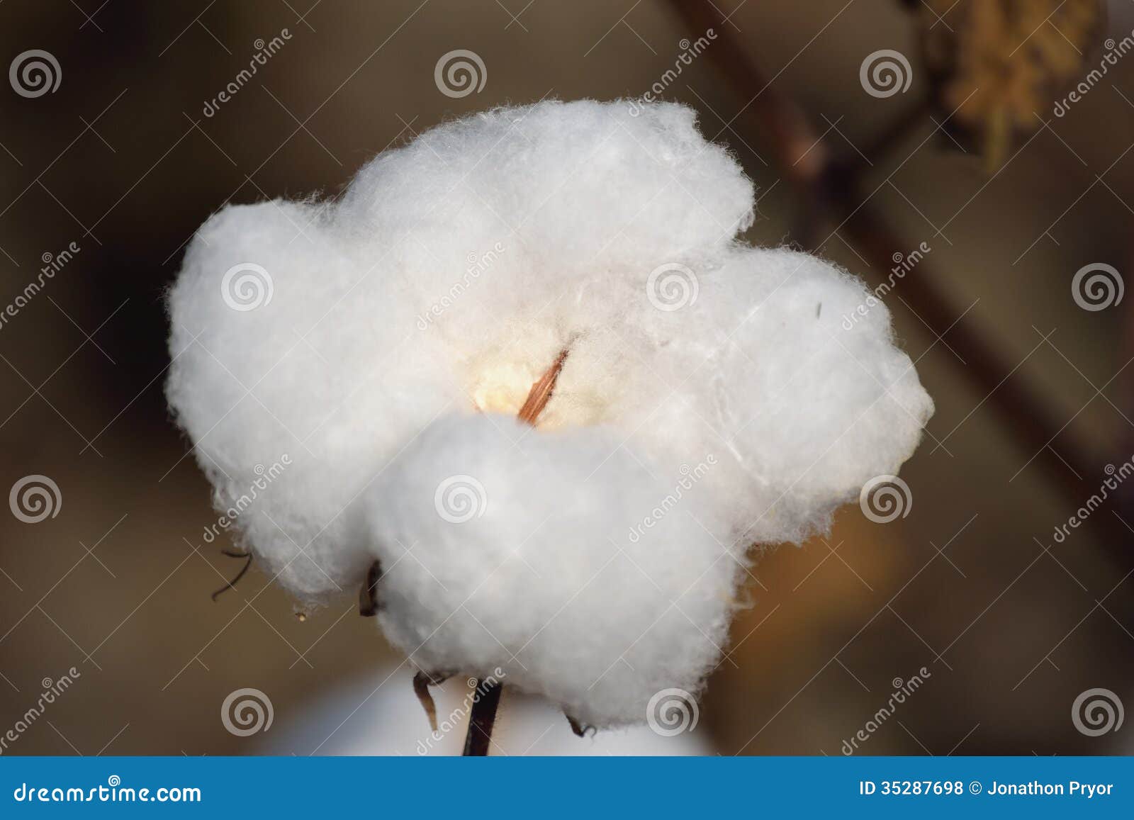 Single Cotton Boll in the Field Stock Photo - Image of boll, farm: 35287698