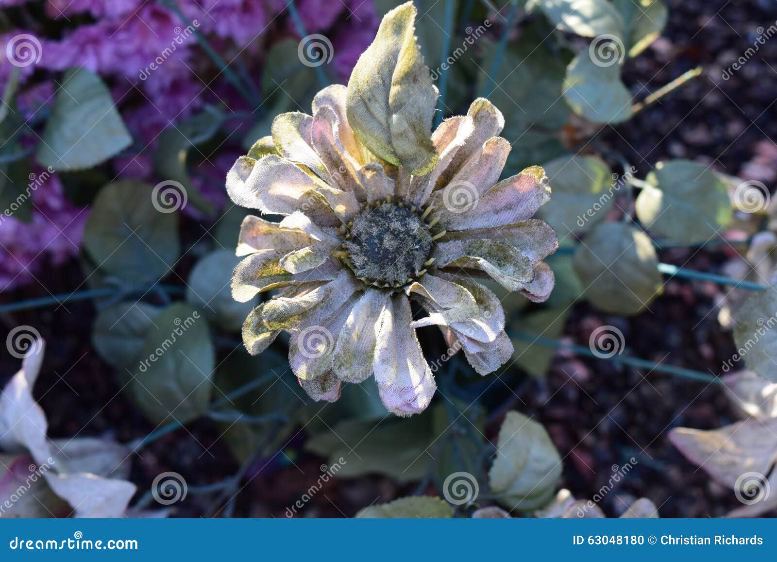 Single Cotton Flower stock photo. Image of indicating - 63048180