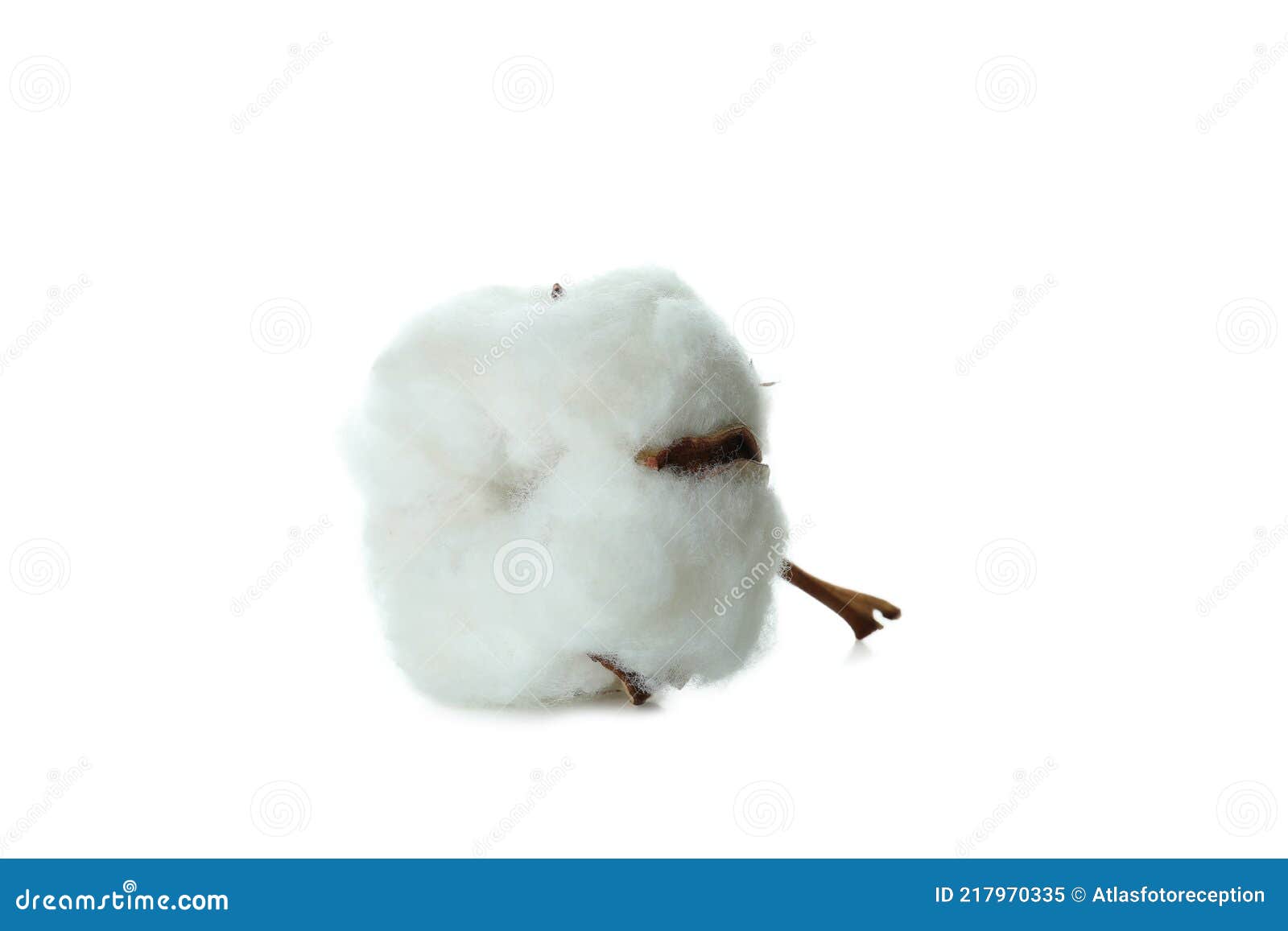 Single Cotton Flower Isolated on White Background Stock Image - Image ...