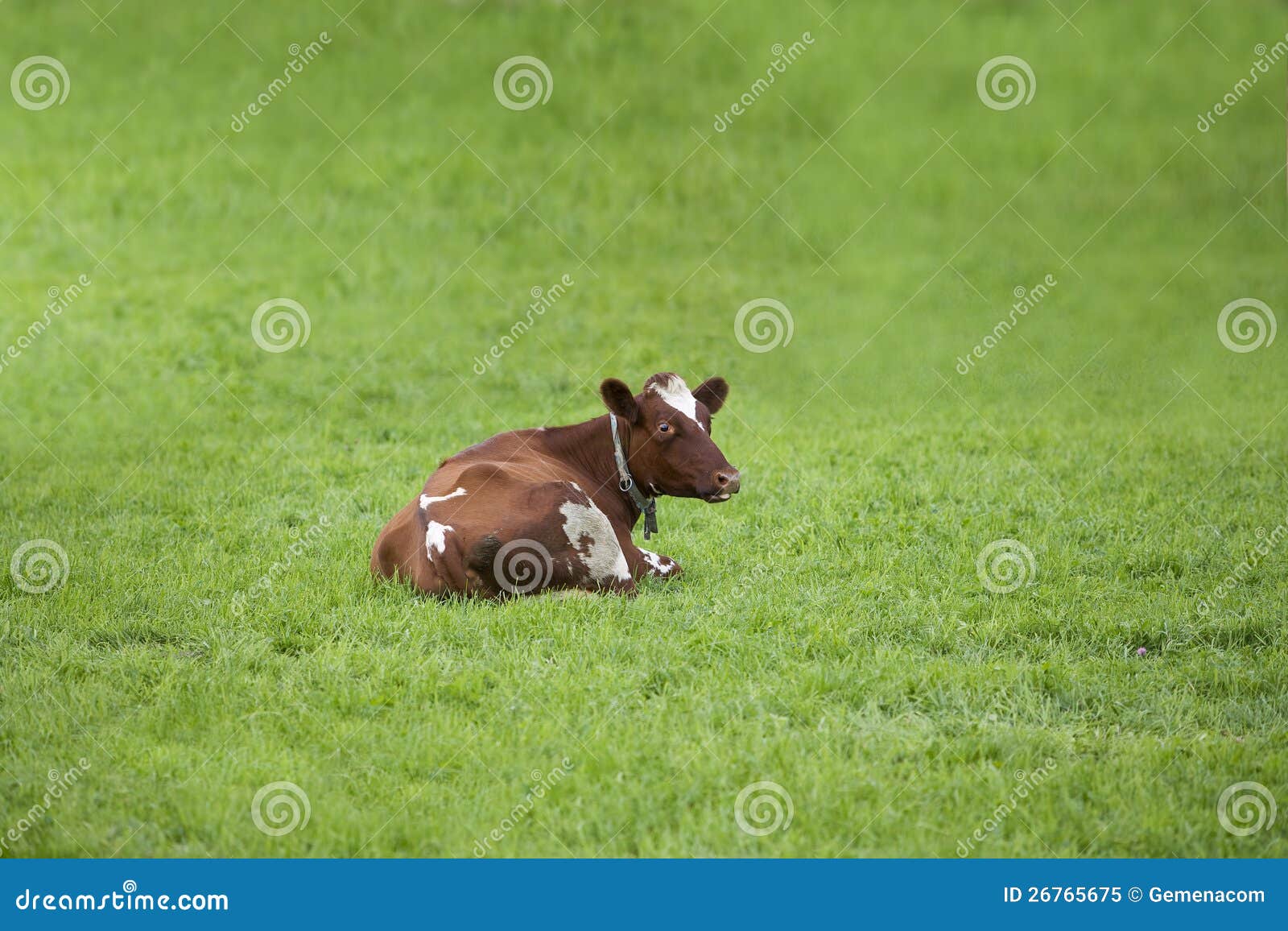 Single cow stock image. Image of nature, grass, brown - 26765675
