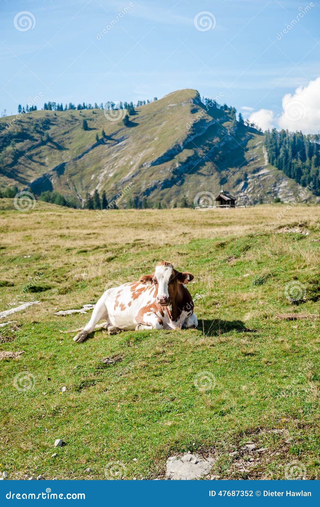 Single Cow in the Alps stock photo. Image of milk, outdoors - 47687352