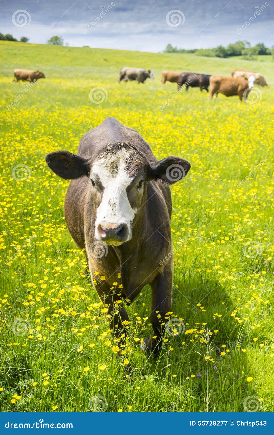 Single Cow Approaching Camera in Field of Buttercups Stock Image ...