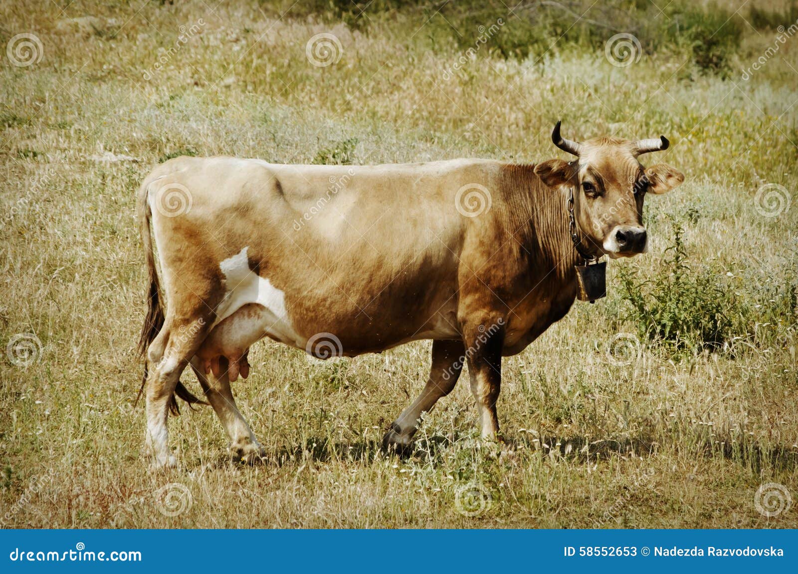 Single Cow stock image. Image of meadow, grass, milk - 58552653