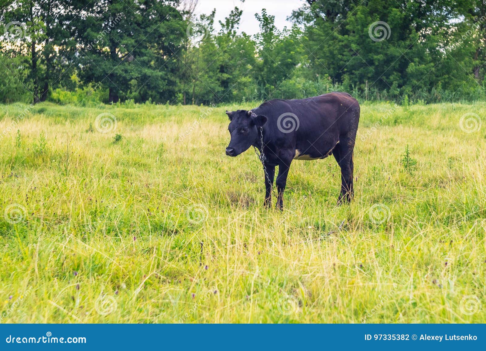 Single cow stock photo. Image of male, beef, graze, bovine - 97335382
