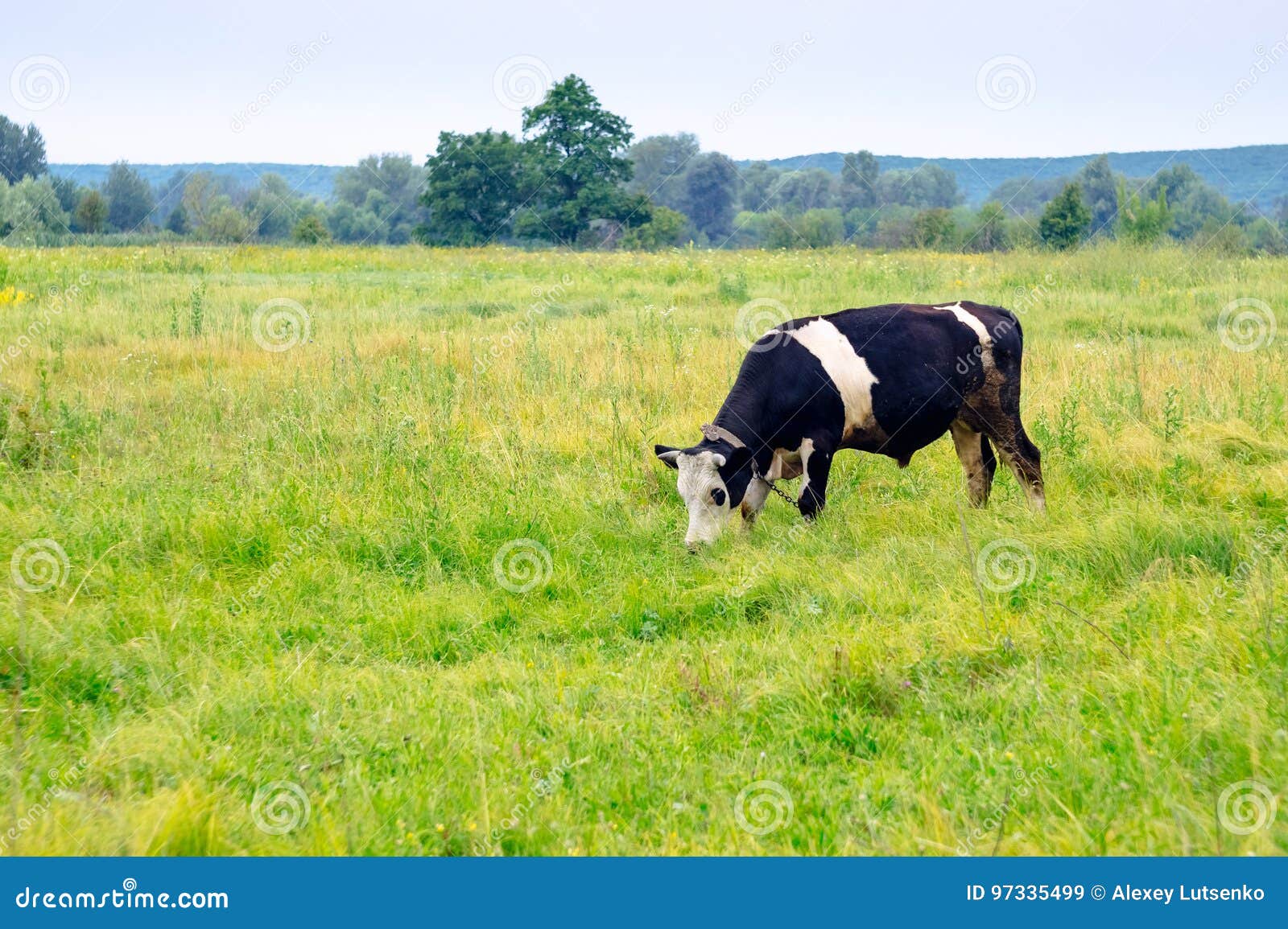 Single cow stock image. Image of grazing, agriculture - 97335499