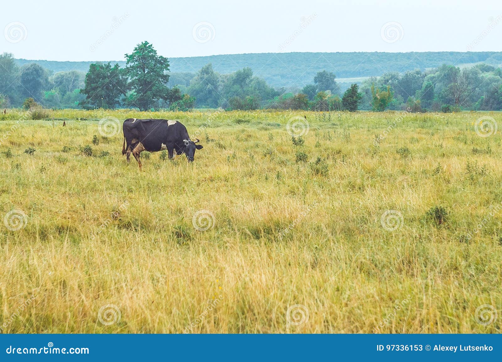 Single cow stock image. Image of cattle, grass, morning - 97336153