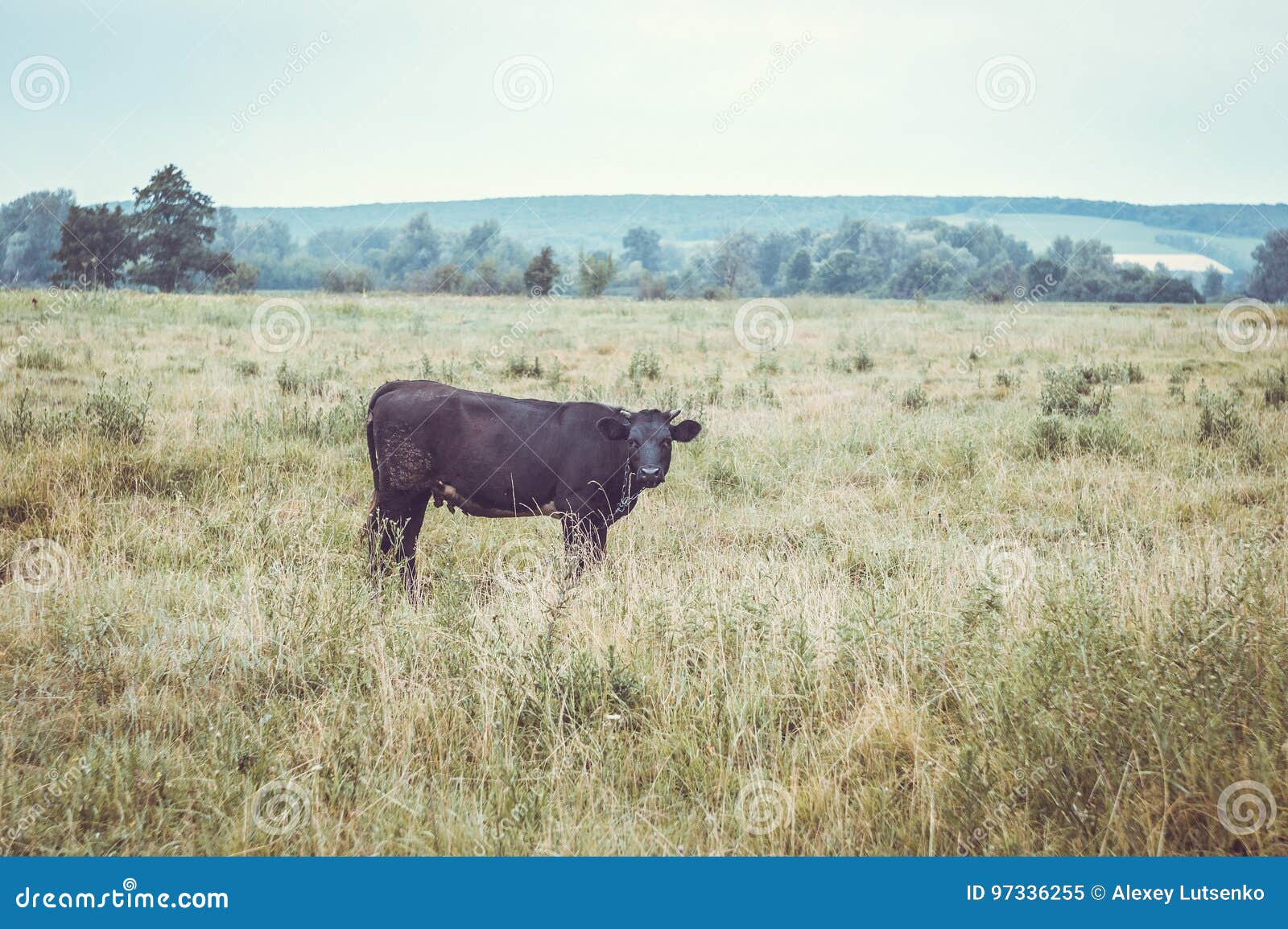 Single cow stock image. Image of mammal, countryside - 97336255