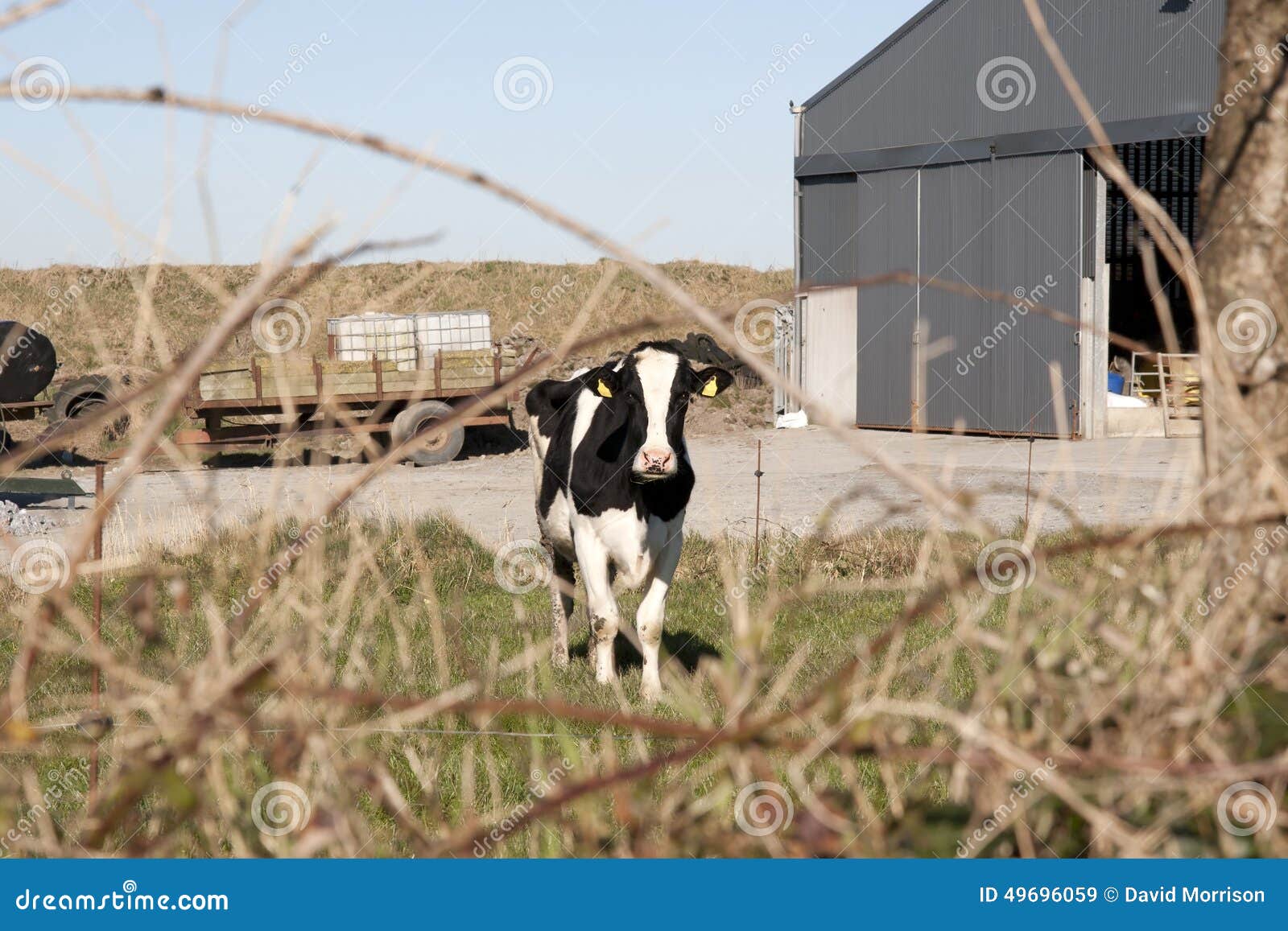 Single Cow in Front of Farm Stock Image - Image of black, green: 49696059
