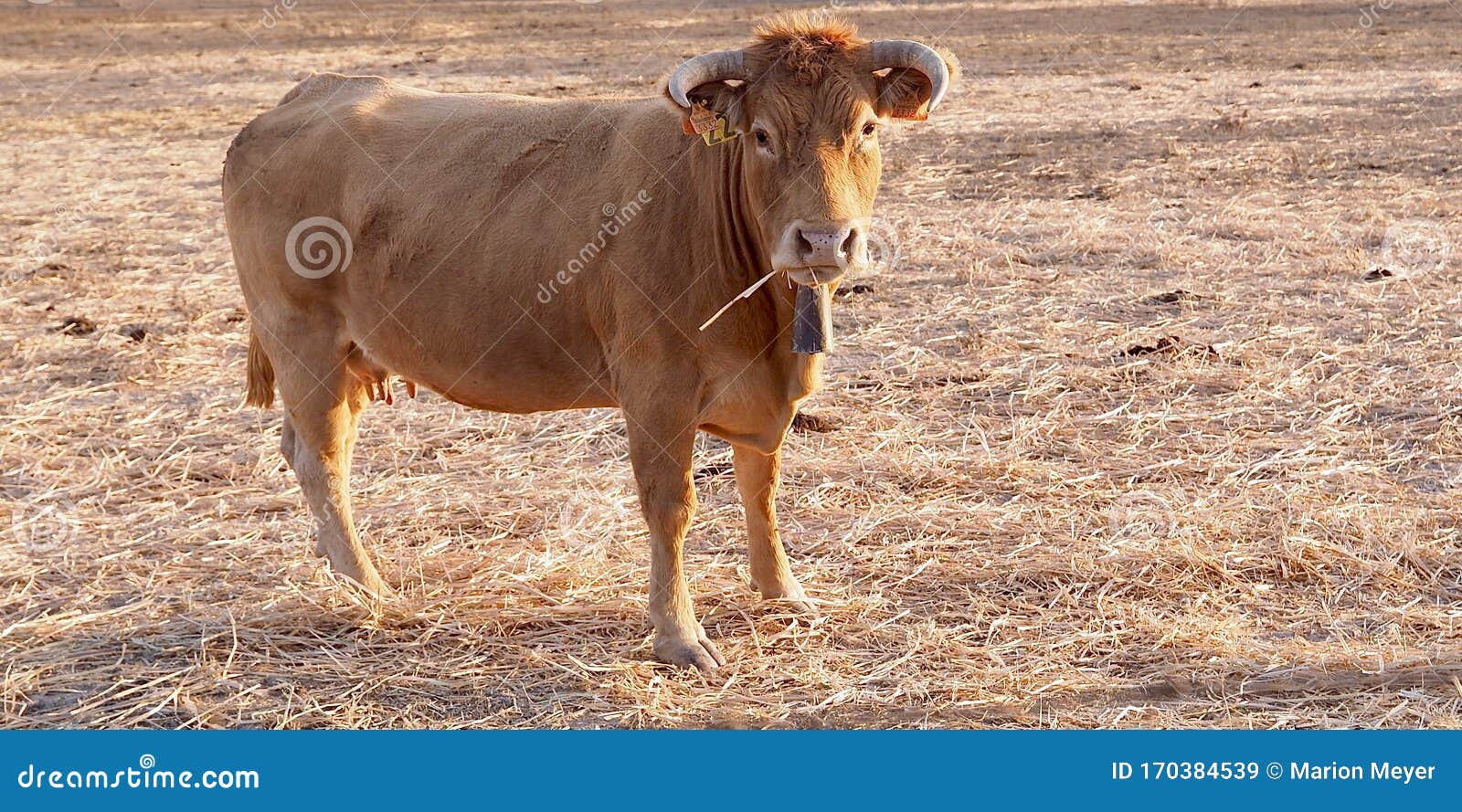 Single cow on a meadow stock image. Image of cute, blue - 170384539