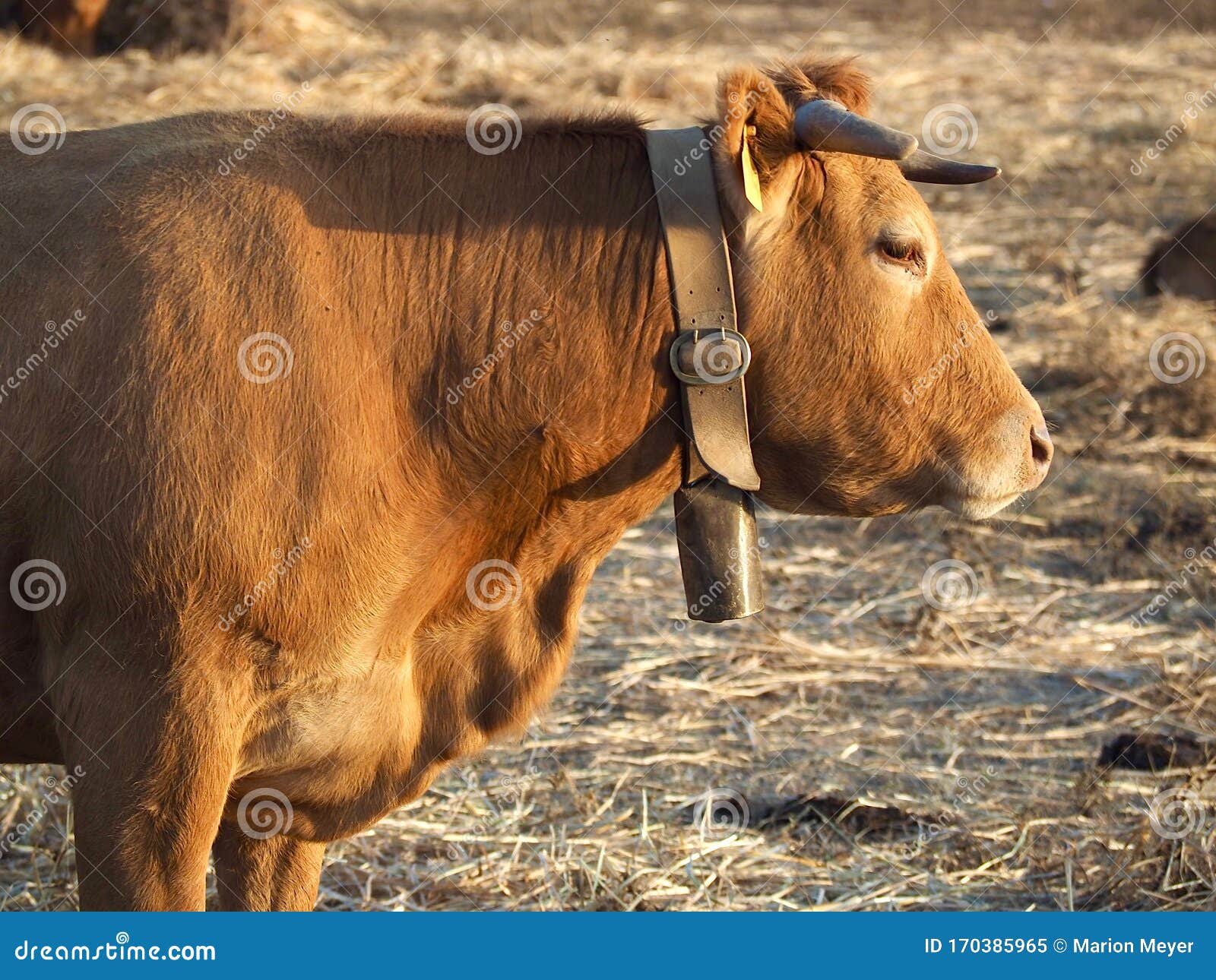 Single cow on a meadow stock image. Image of close, field - 170385965