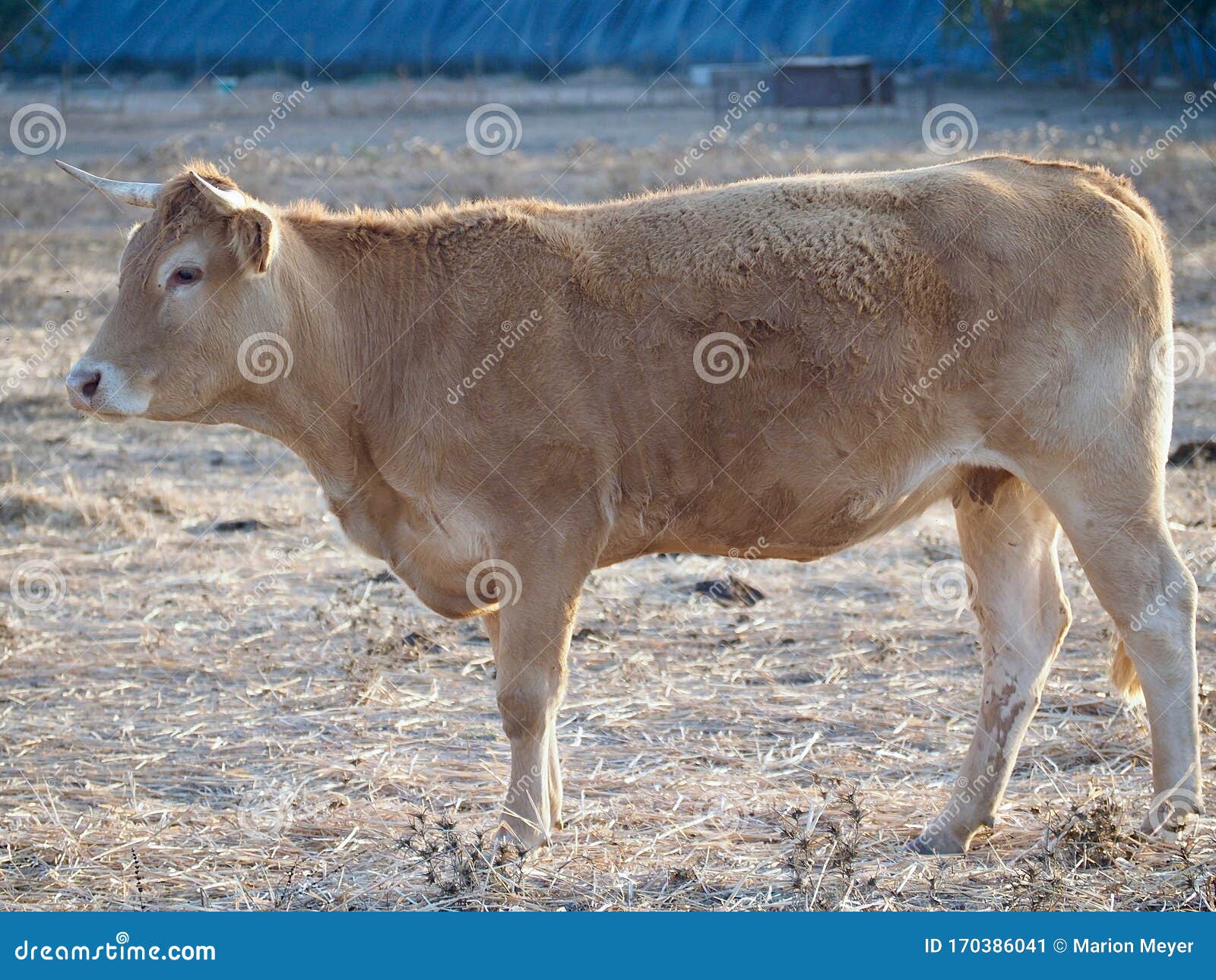 Single cow on a meadow stock image. Image of cute, comical - 170386041