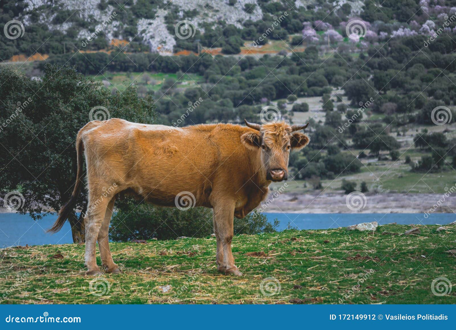 Single Cow Portrait on the Countryside of Greece Stock Photo - Image of ...