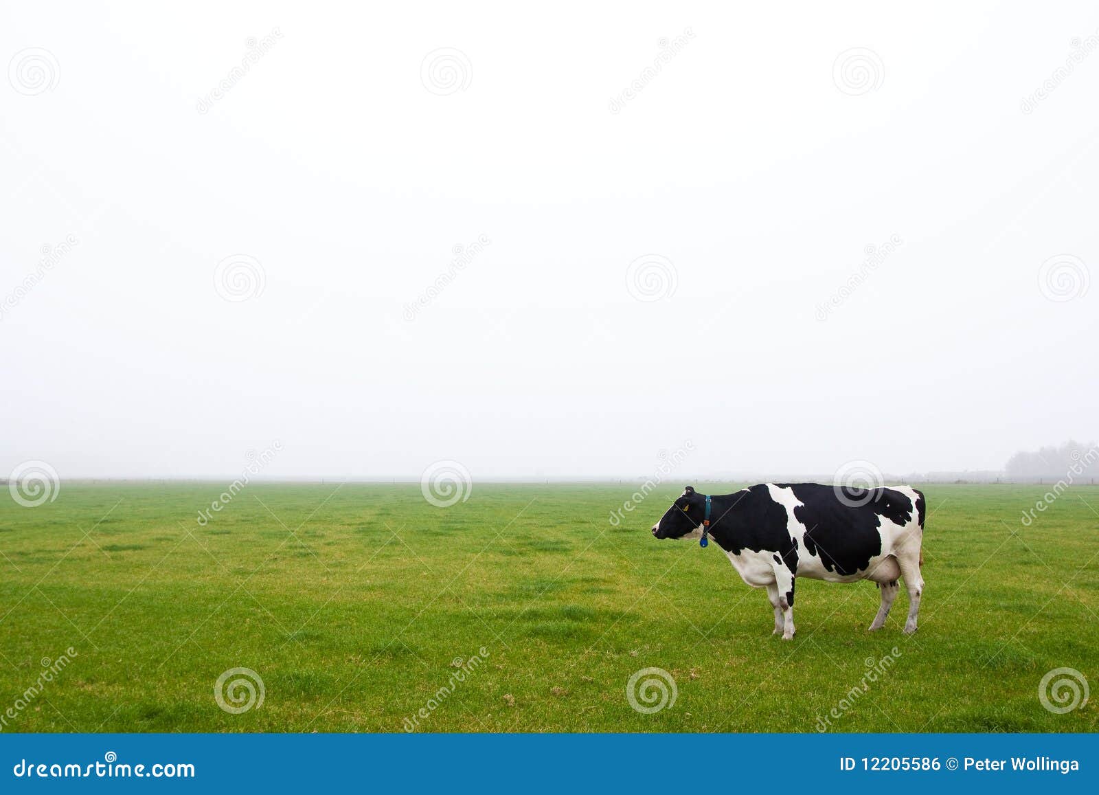 A Single Cow Standing in a Grassland Stock Photo - Image of countryside ...
