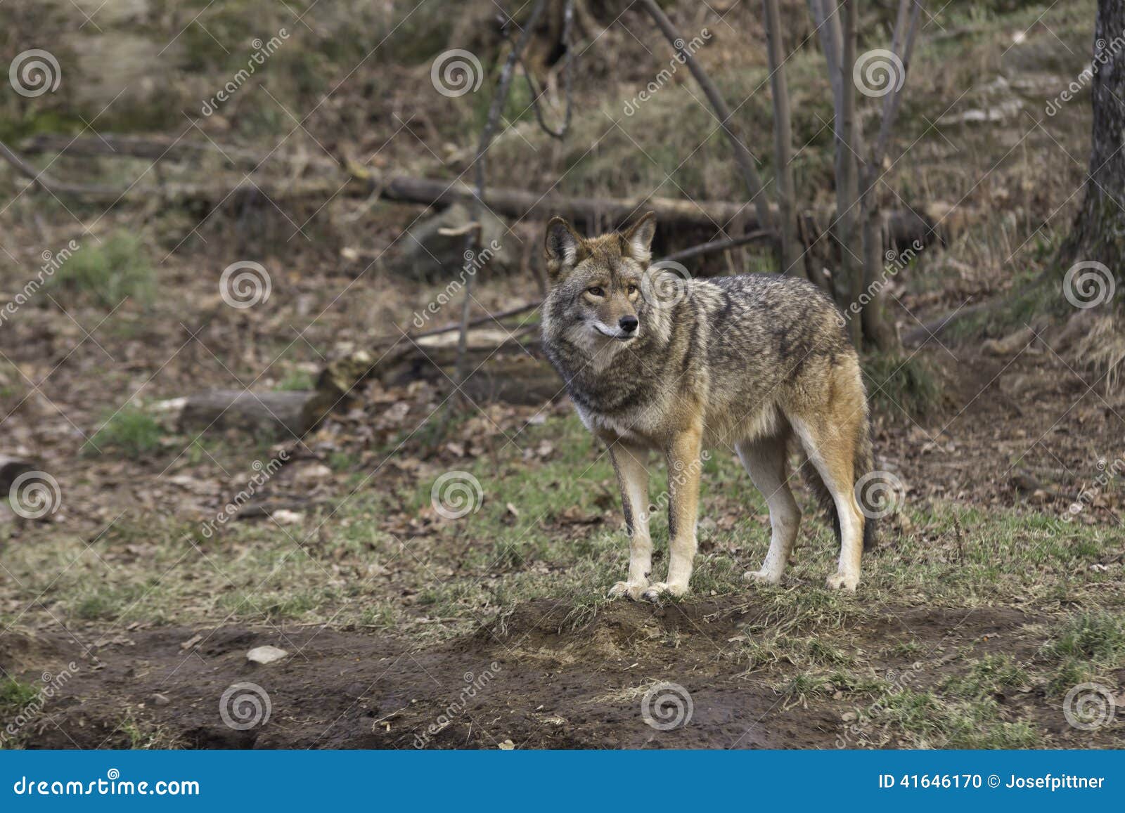 A Single Coyote in a Forest Stock Photo - Image of danger, dirty: 41646170