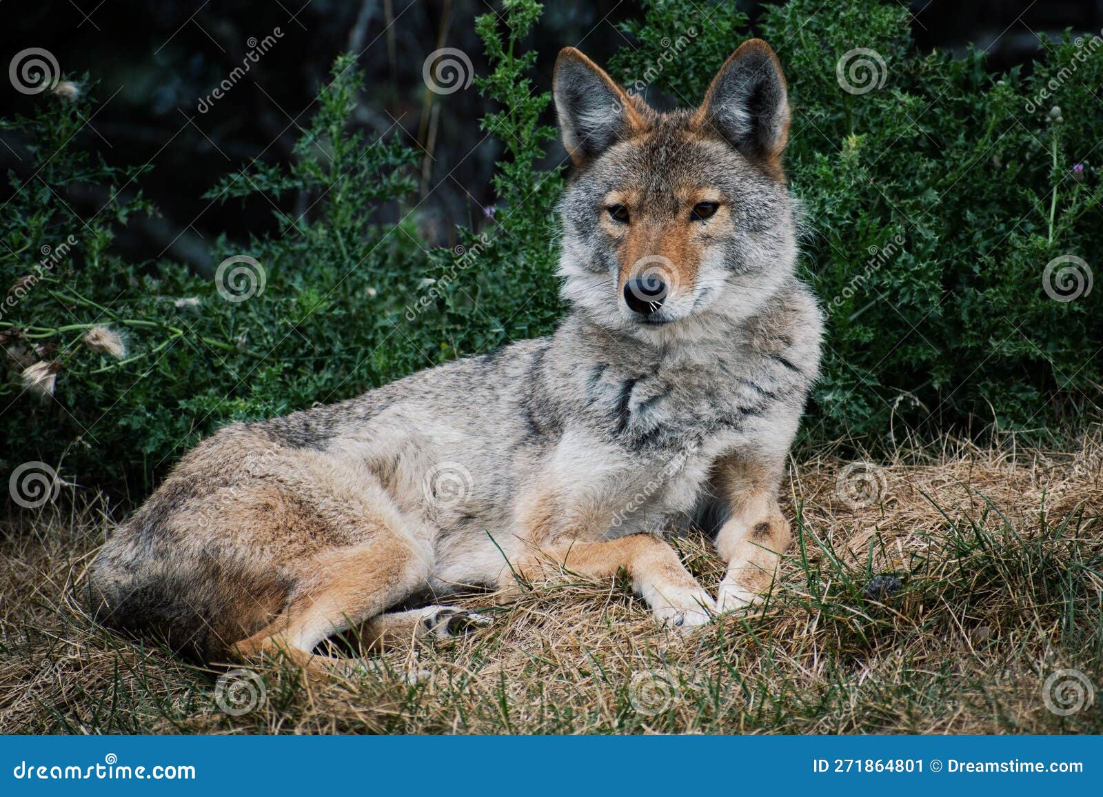 Single Coyote Sitting in the Grassy, Green Landscape. Stock Image ...