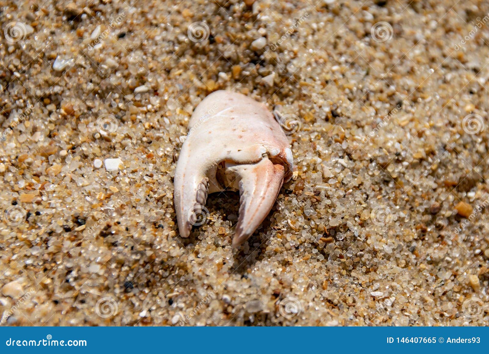 Crab Claw Shell in the Sand Stock Image - Image of delicacy, colorful ...