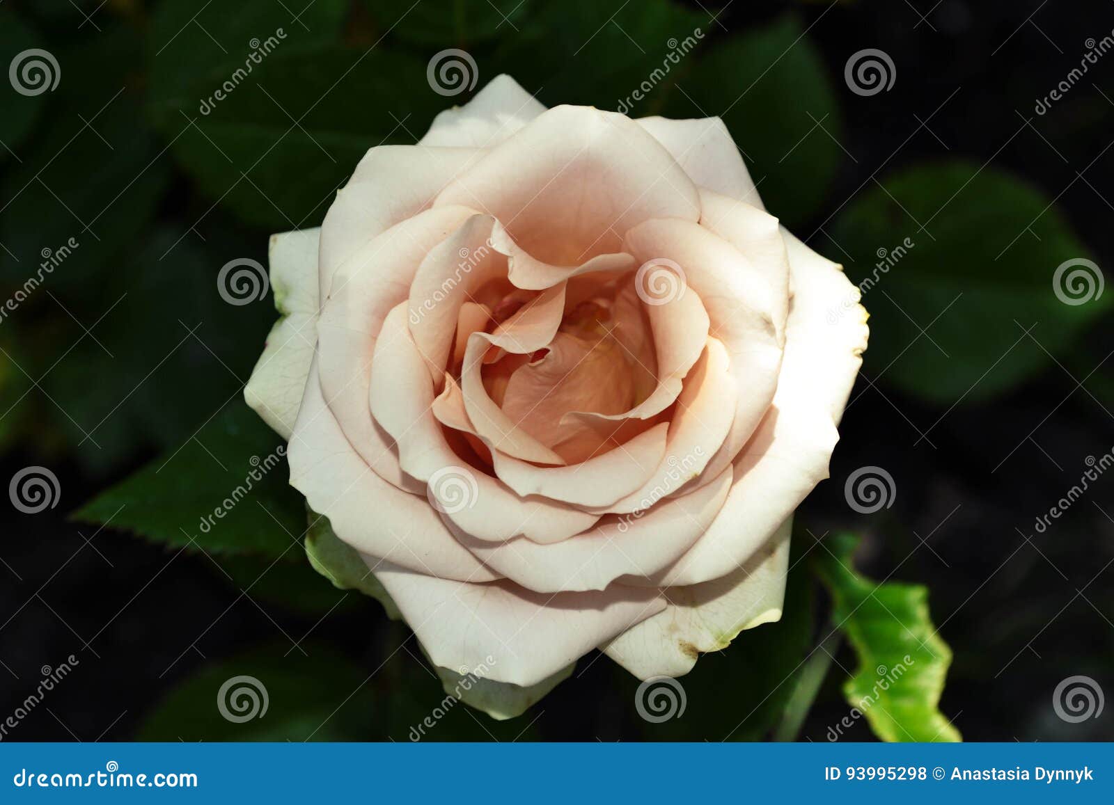 Single Cream Rose with Green Leaves Stock Photo - Image of bloom, green ...