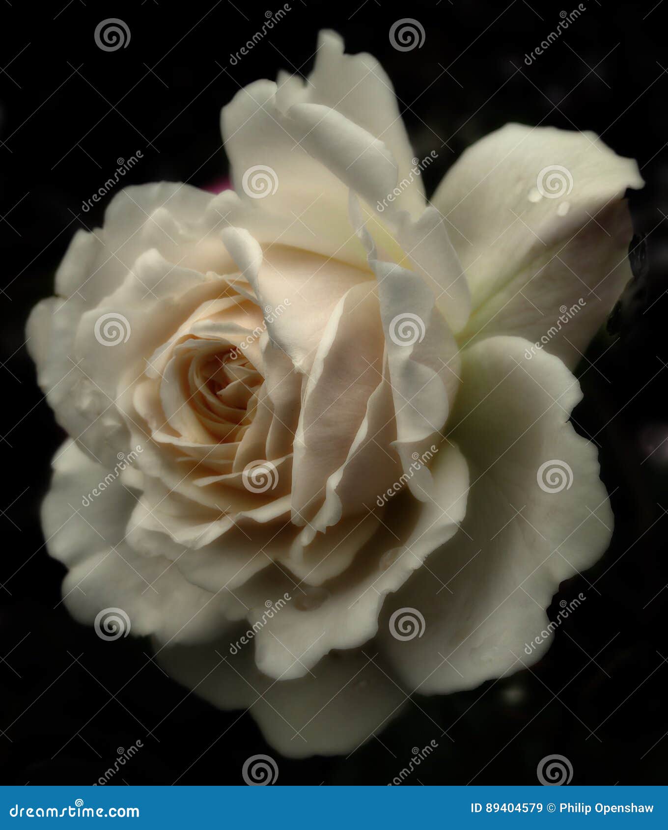 Single Cream Rose in Shadow Stock Image - Image of black, close: 89404579