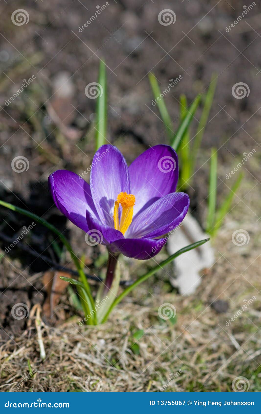 Single crocus stock image. Image of nature, environment - 13755067