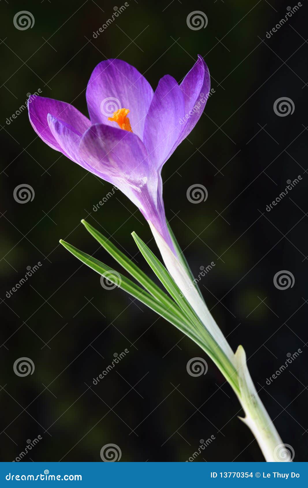 Single Crocus stock photo. Image of natural, spring, details - 13770354