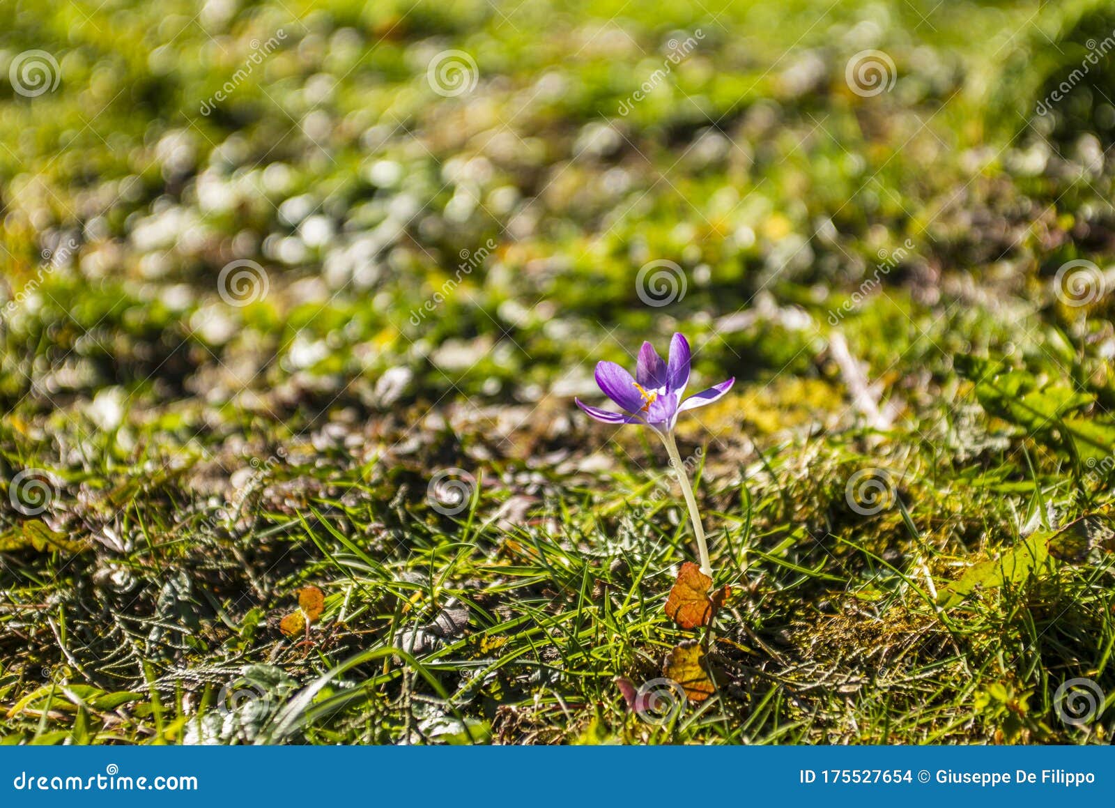 A Single Crocus Flower Blossoming in the Garden at the End of Winter ...