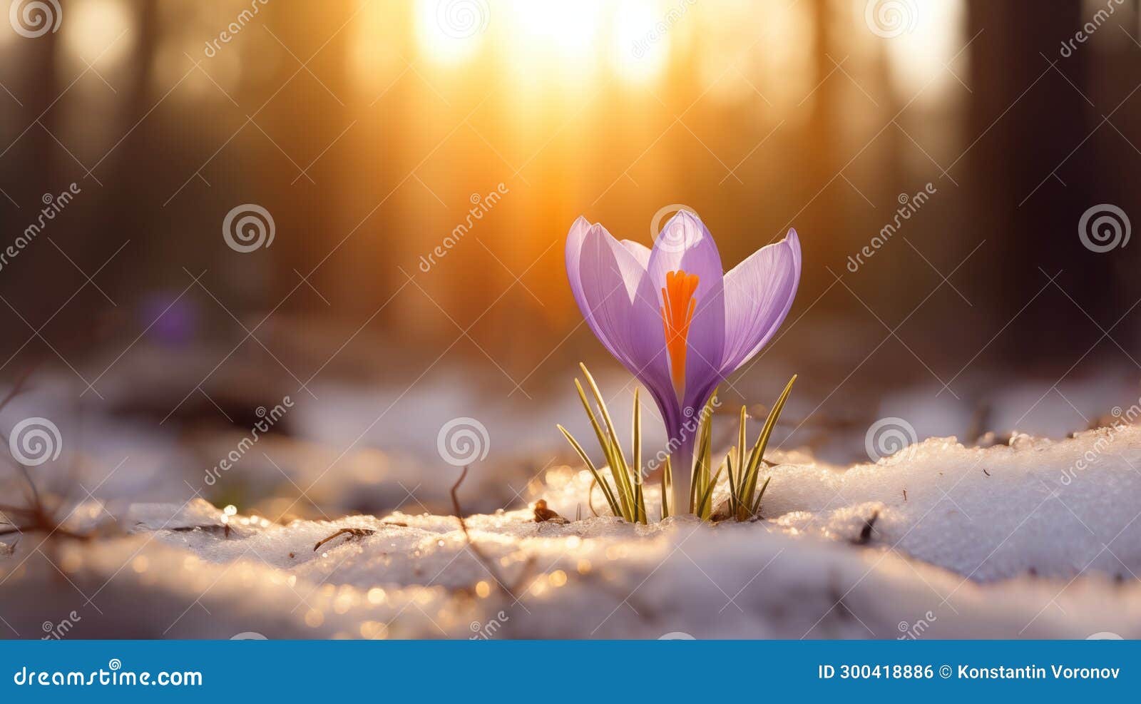 Single Crocus Flower Emerging from Snow at Forest Sunset. Stock Photo ...