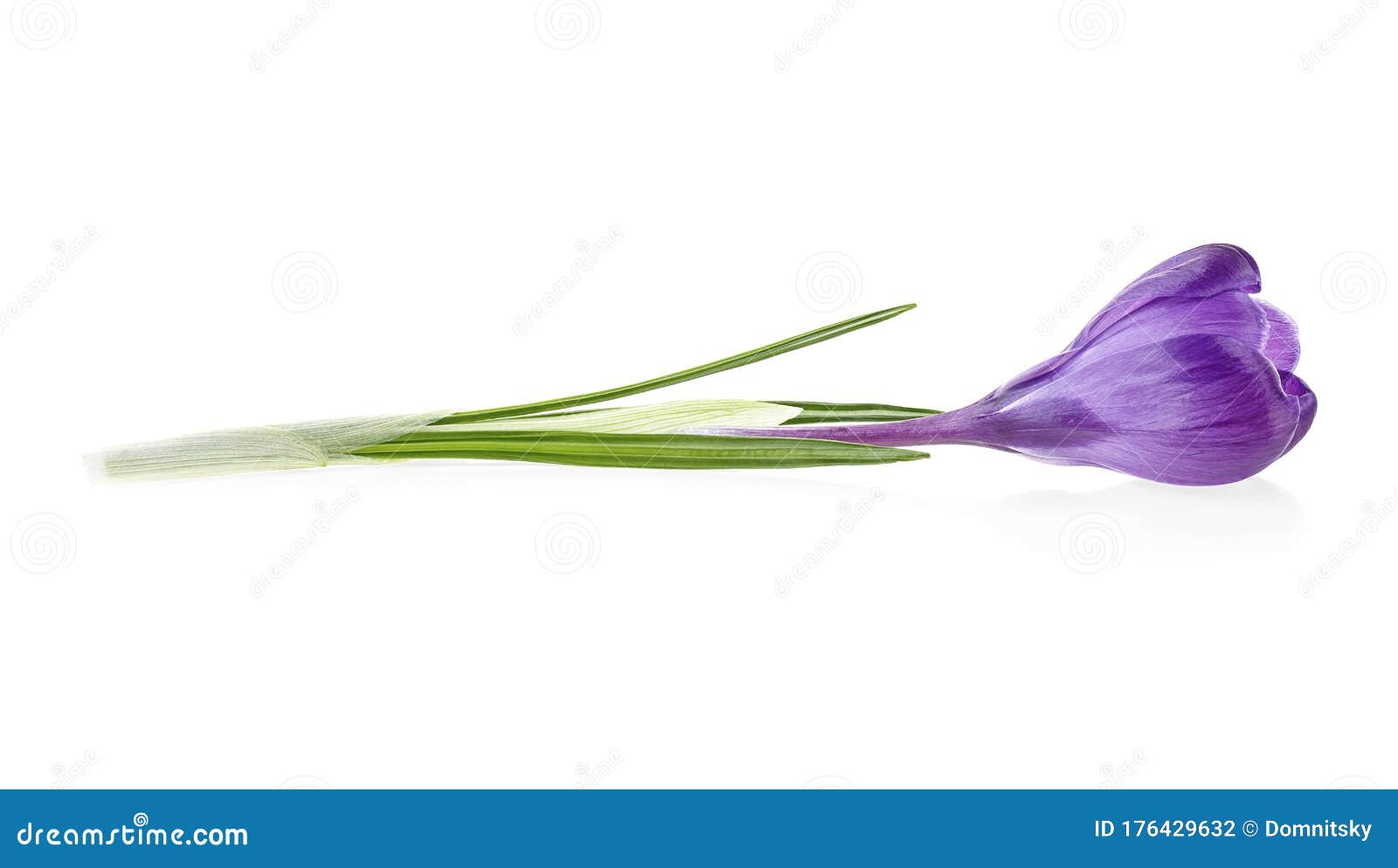 Single Crocus Flower Isolated on White Background Stock Photo - Image ...