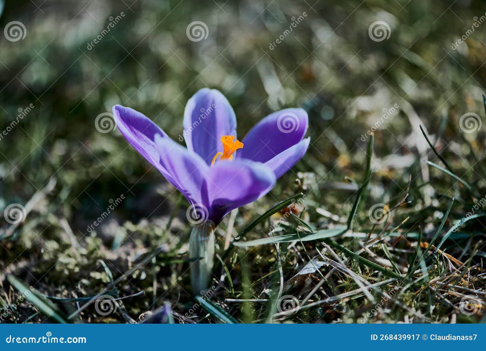 Single Crocus Flower on a Meadow Stock Image - Image of nature, plant ...