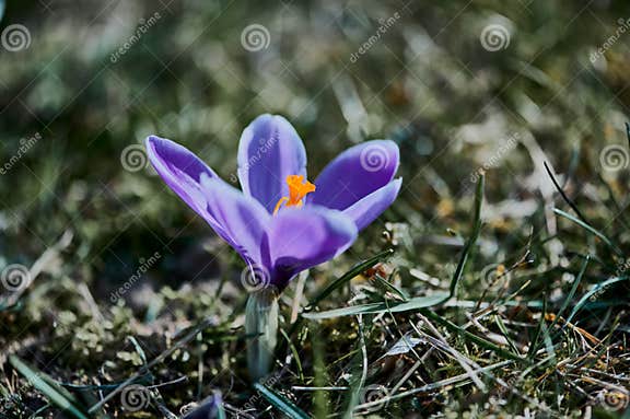 Single Crocus Flower on a Meadow Stock Image - Image of nature, plant ...