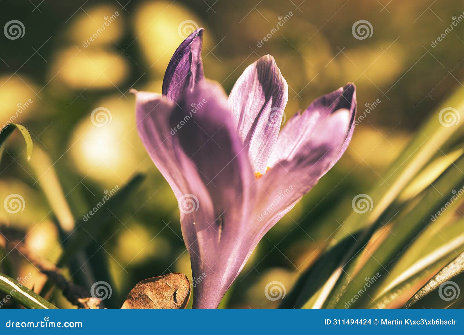 Single Crocus Flower in a Meadow in Soft Warm Light. Spring Flowers ...