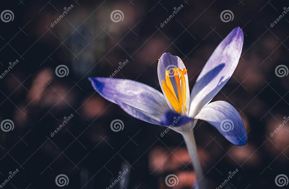 Single Crocus Isolated in Garden Stock Image - Image of freshness ...