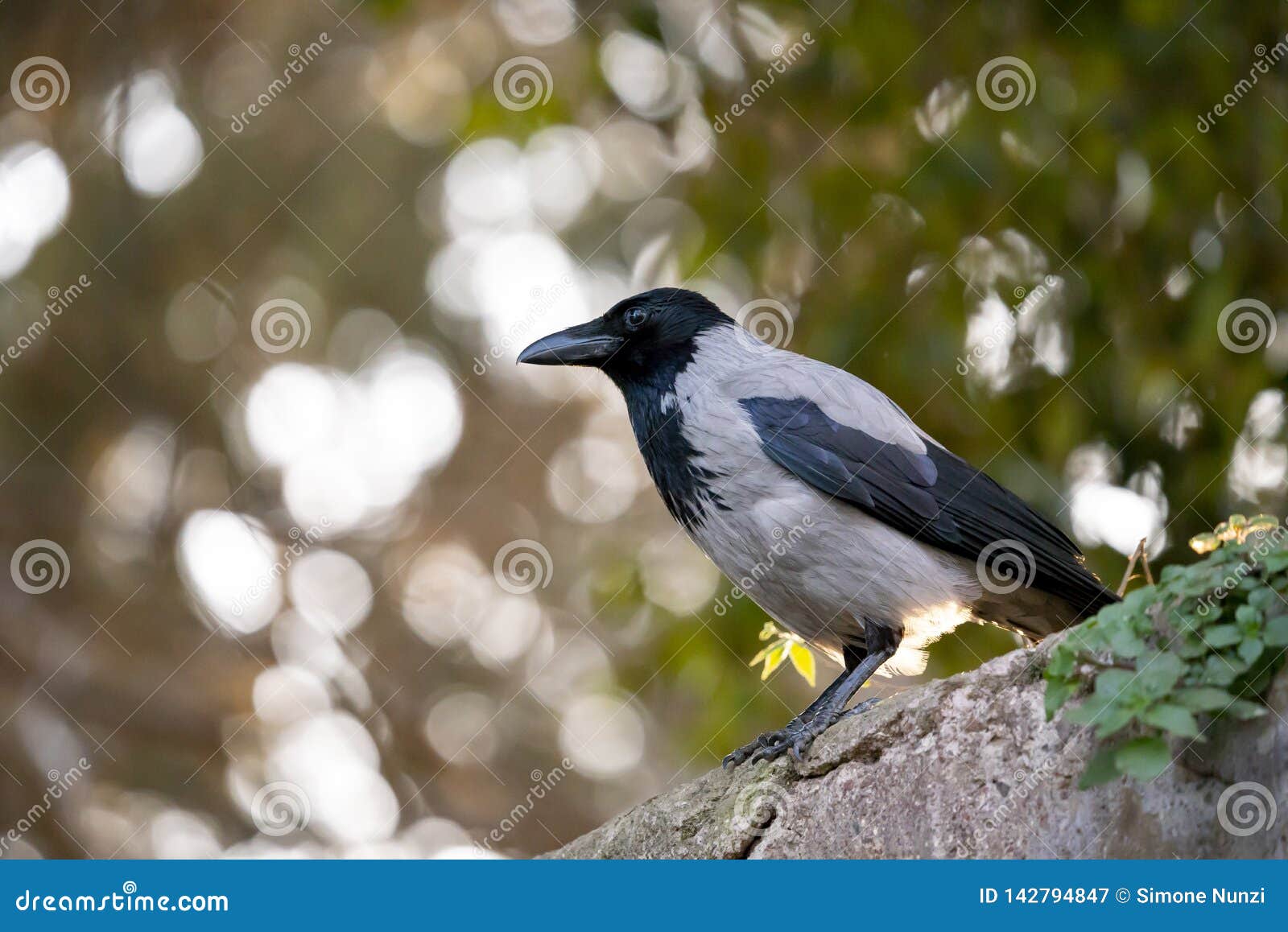 Single crow on a branch stock image. Image of birdwatching - 142794847
