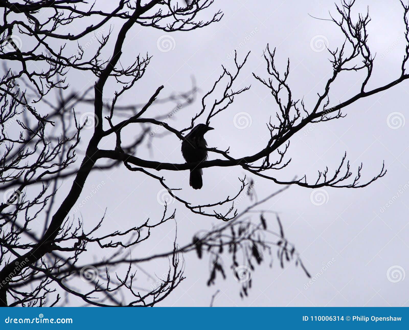 A Single Crow Perched in the Branches of a Winter Tree in Silhouette ...