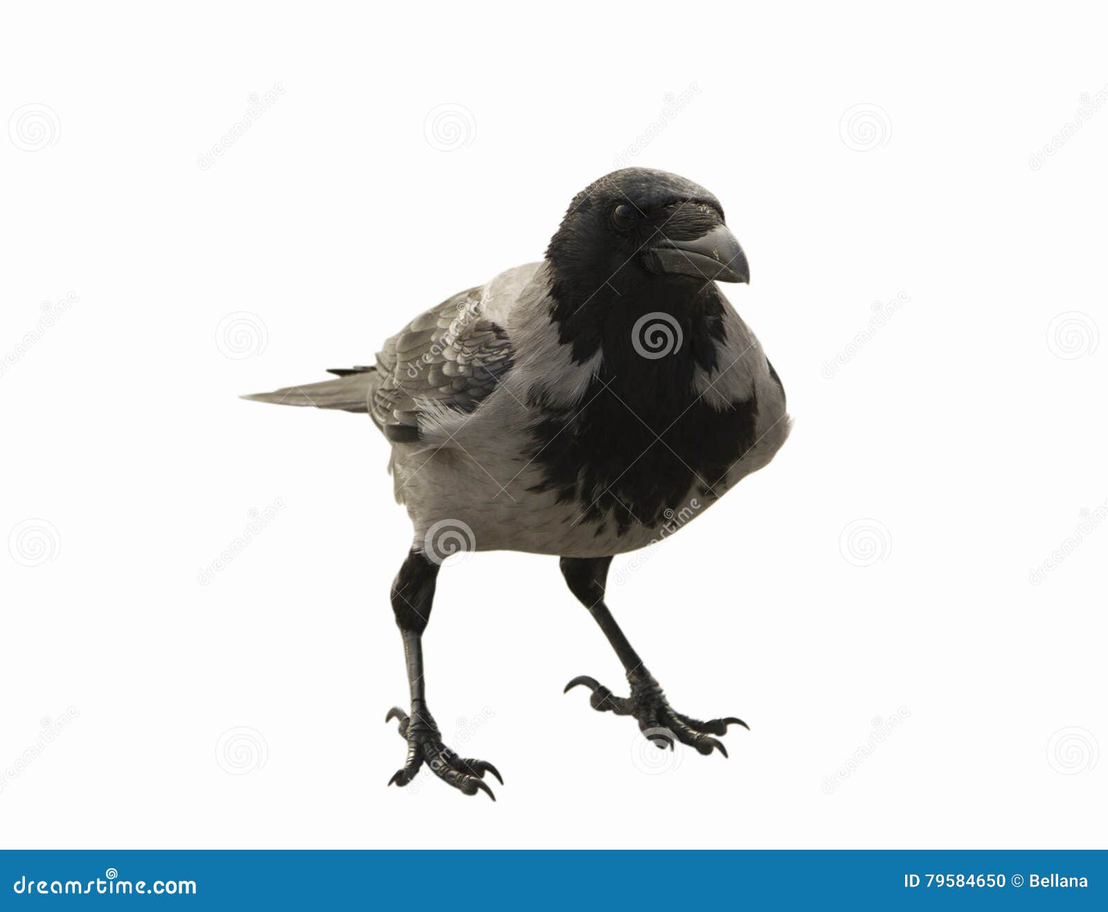 The single crow stock photo. Image of material, feather - 79584650