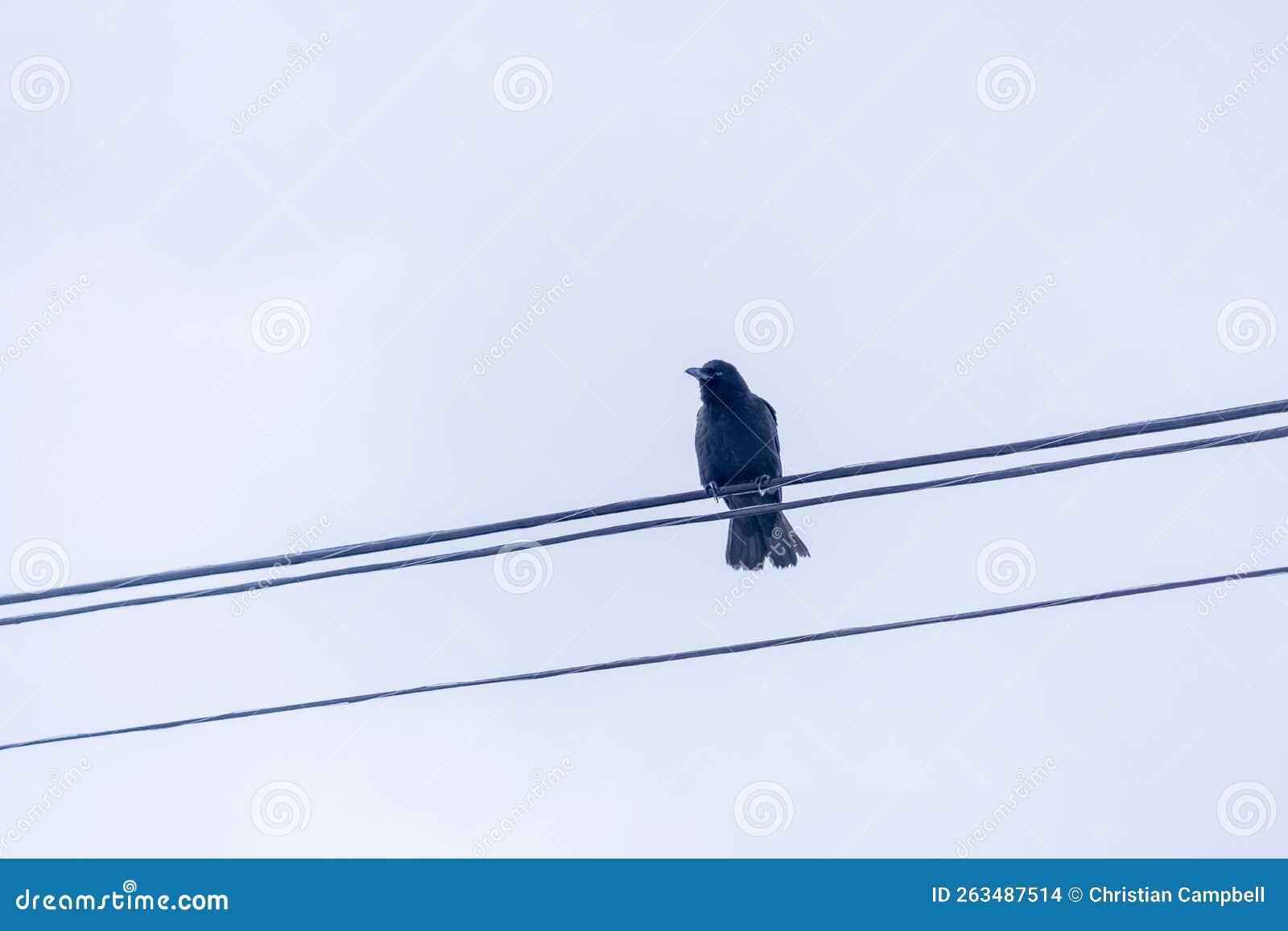 Single Crow on Wire Against Overcast Sky Stock Photo - Image of power ...