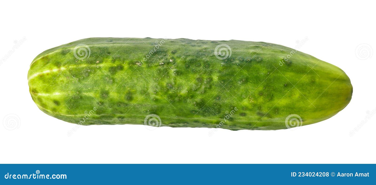 Single Cucumber Isolated on a White Background Stock Photo - Image of ...