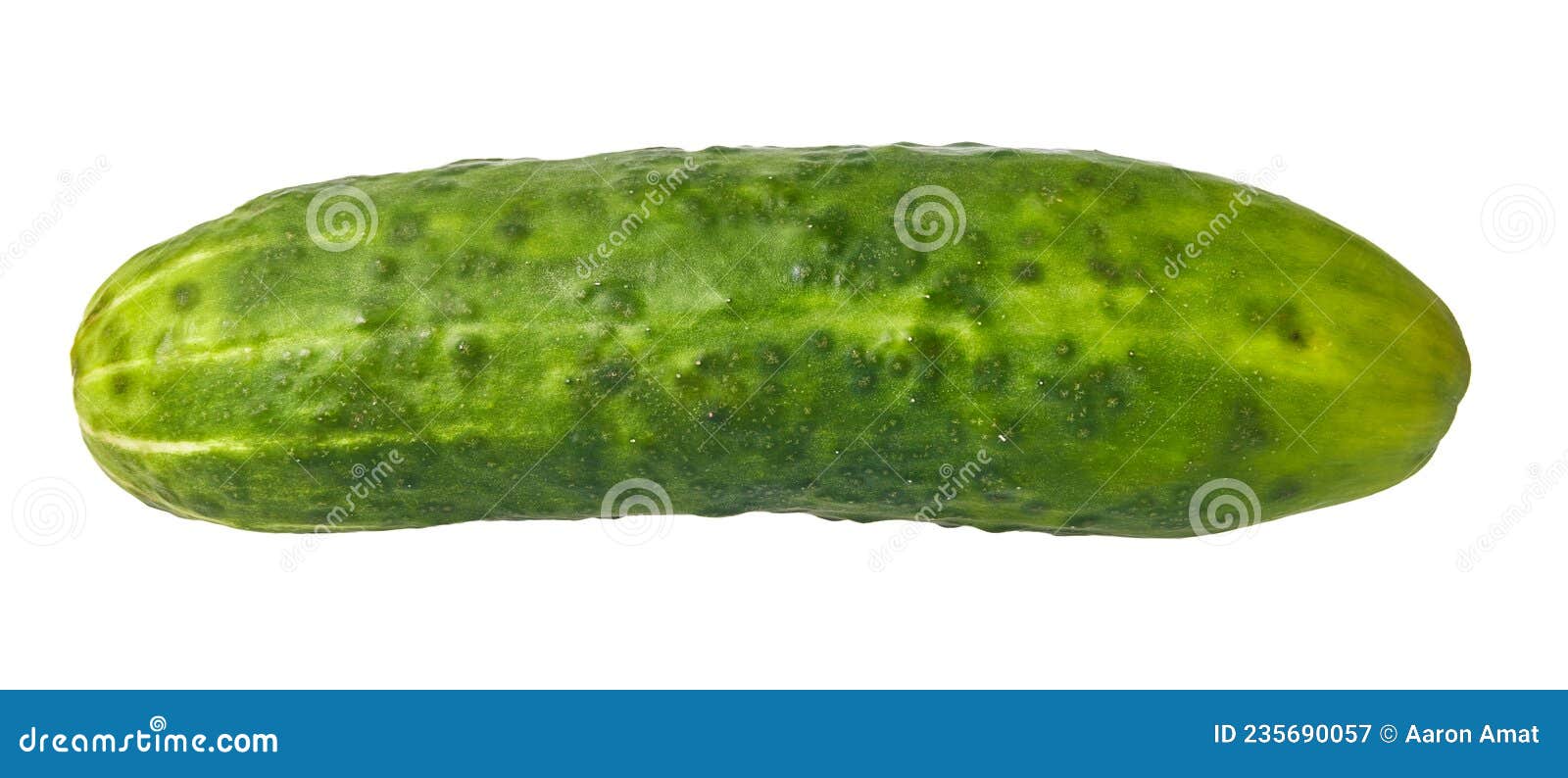 Single Cucumber Isolated on a White Background Stock Image - Image of ...