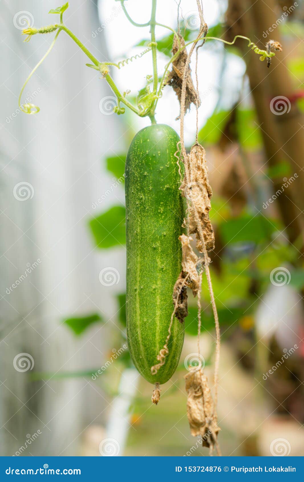 Single Cucumber on it`s Vine Stock Photo - Image of field, long: 153724876