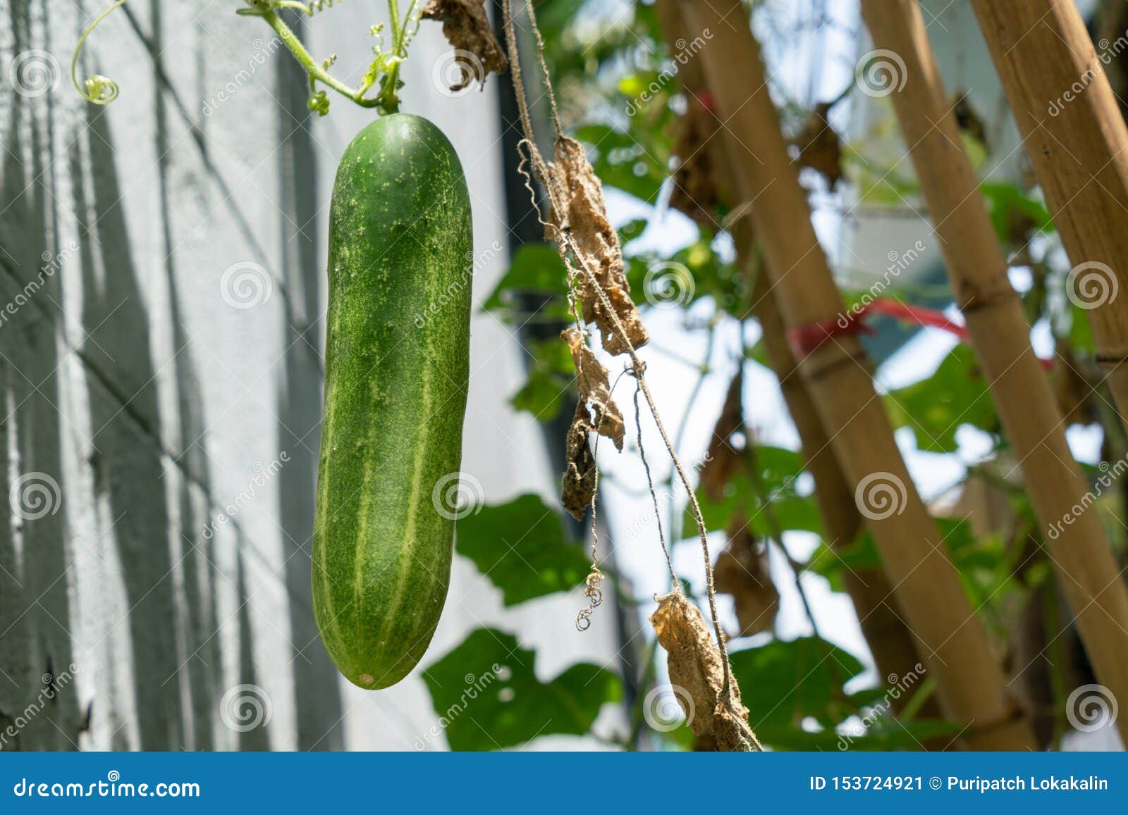 Single Cucumber on it`s Vine Stock Image - Image of agriculture, grow ...