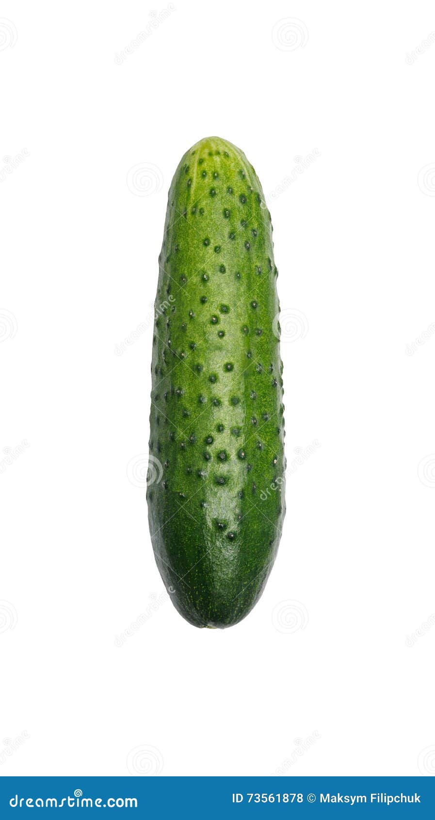 Single cucumber on white stock photo. Image of vegetable - 73561878