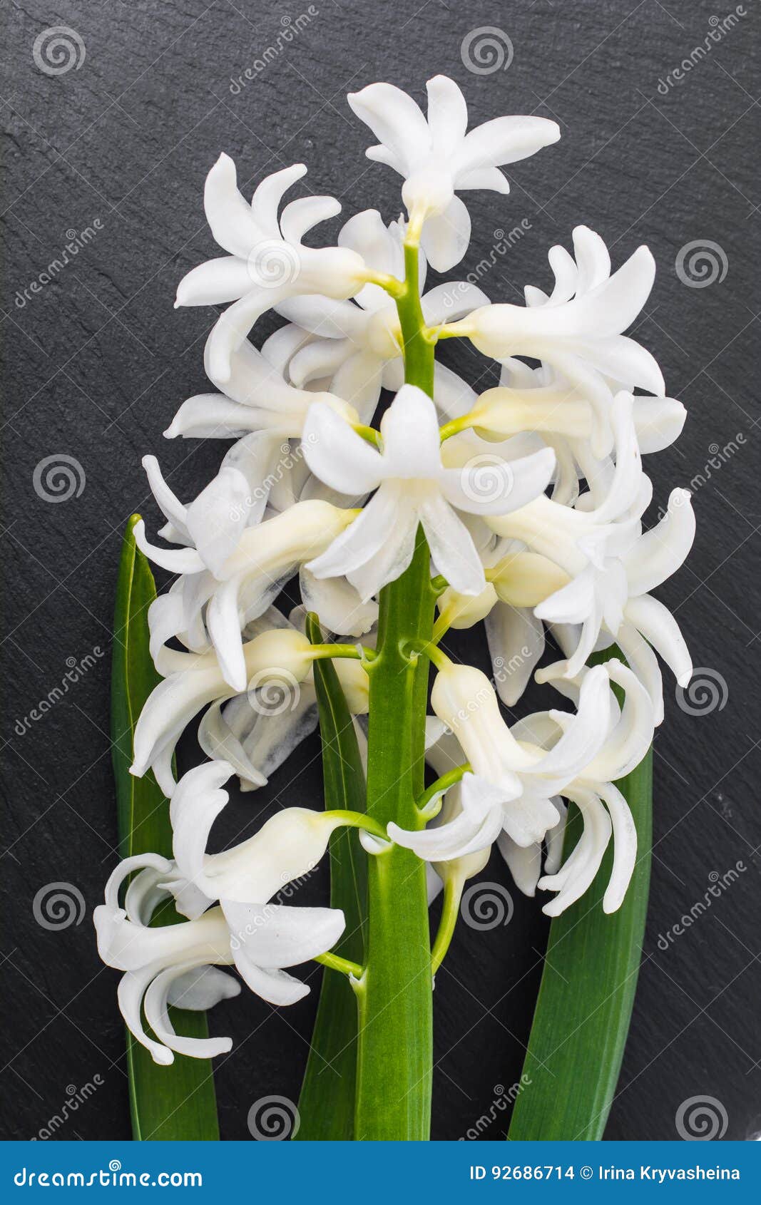 Single Cut Flower of White Hyacinth Stock Photo - Image of hyacinths ...