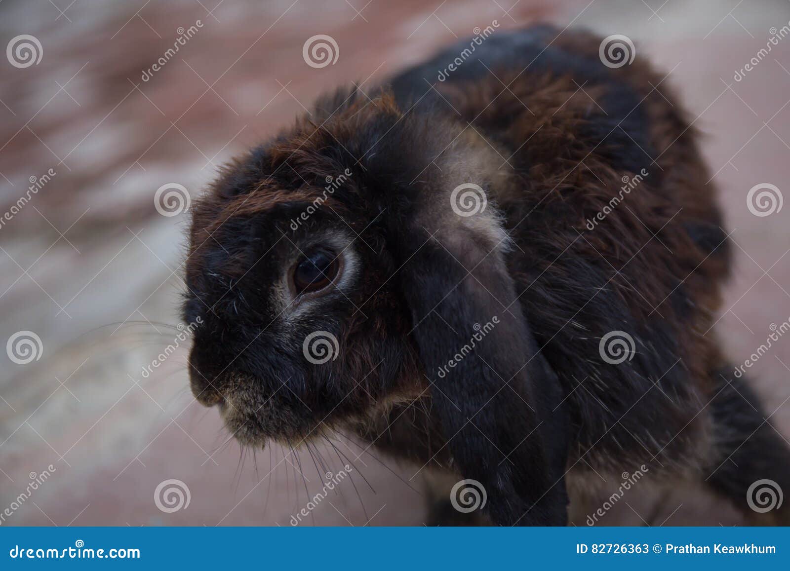 Single Cute Black Baby Rabbit Close Up Stock Image - Image of little ...